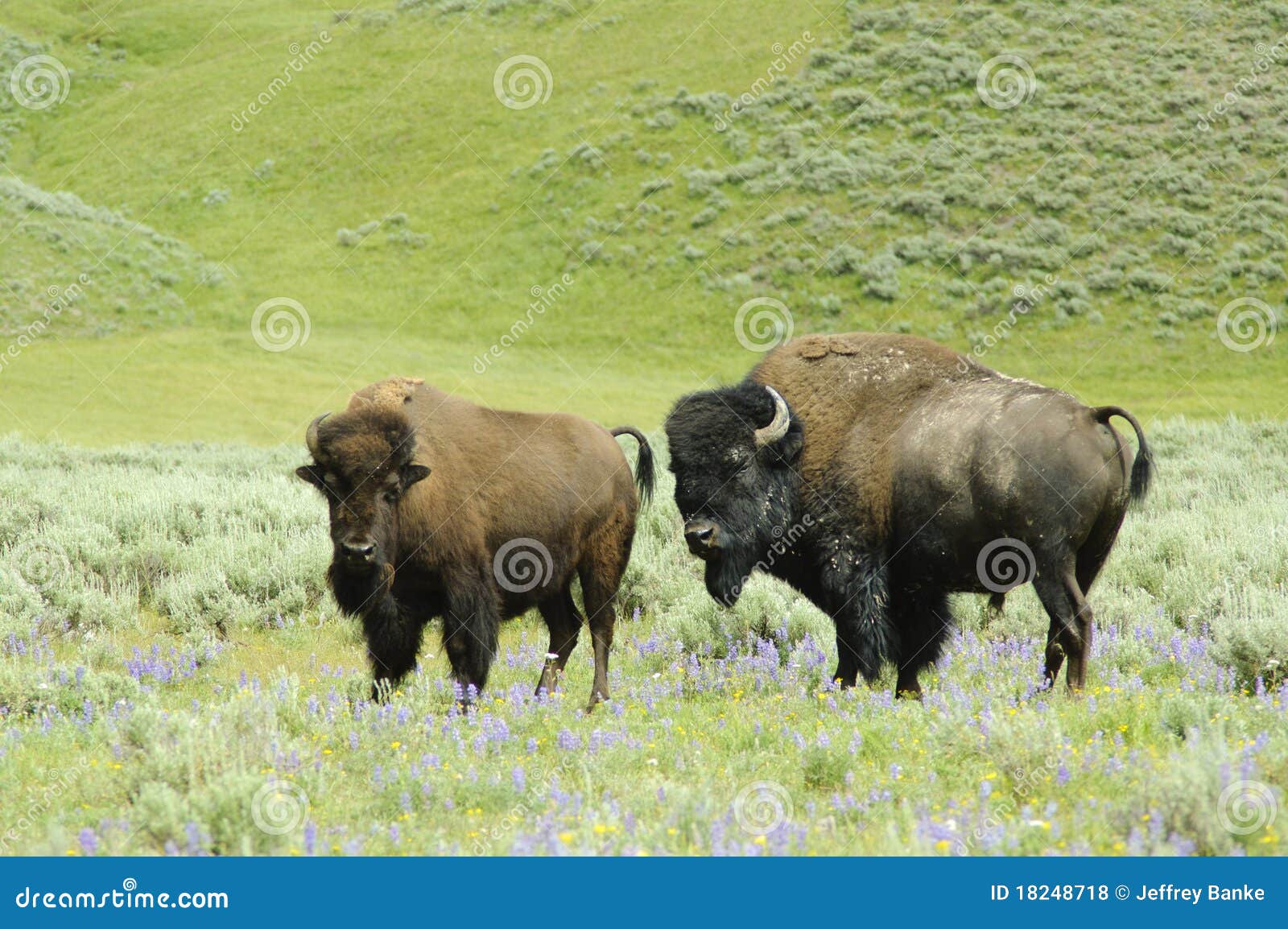 Female Bison