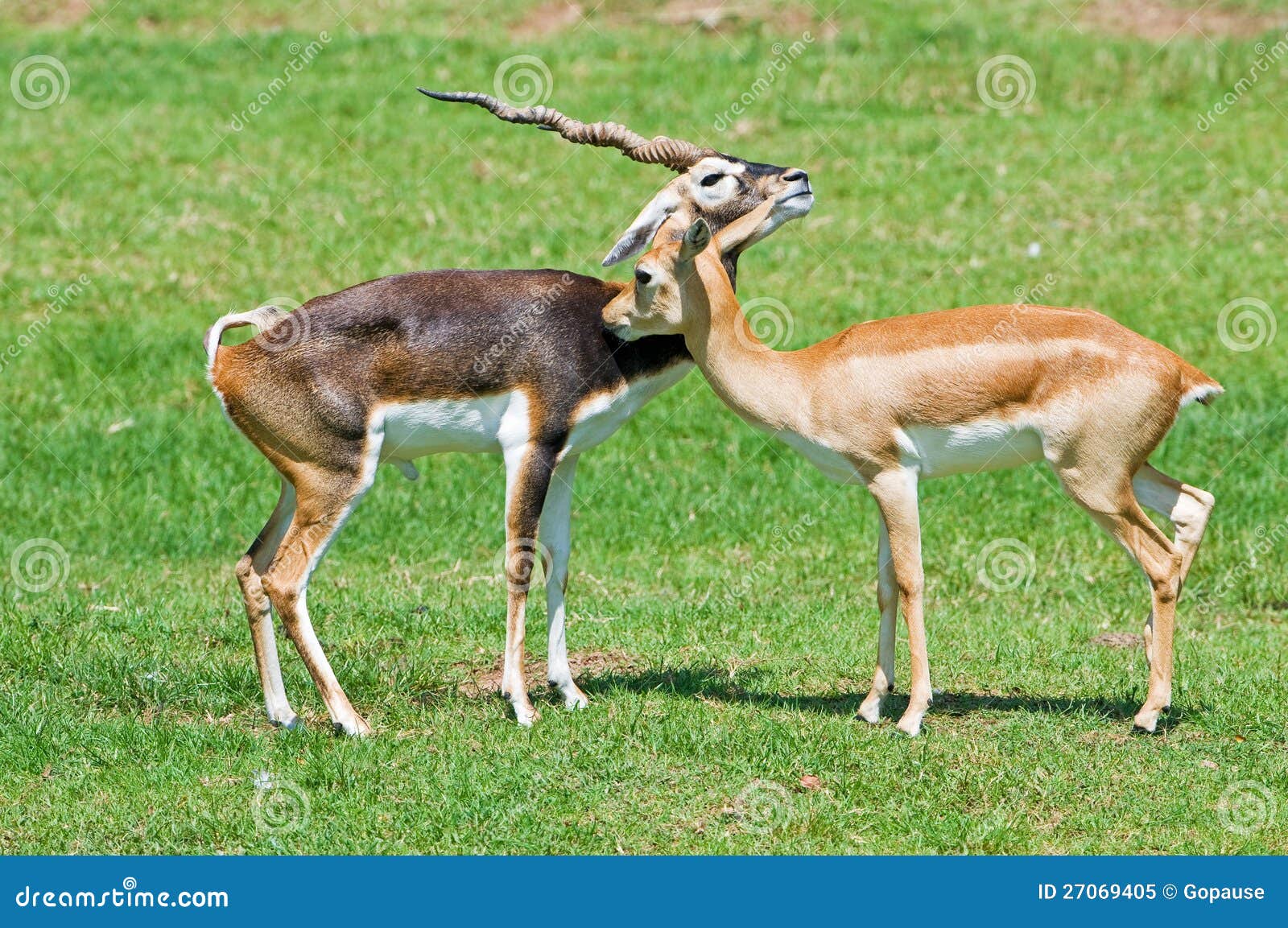 Female Blackbuck