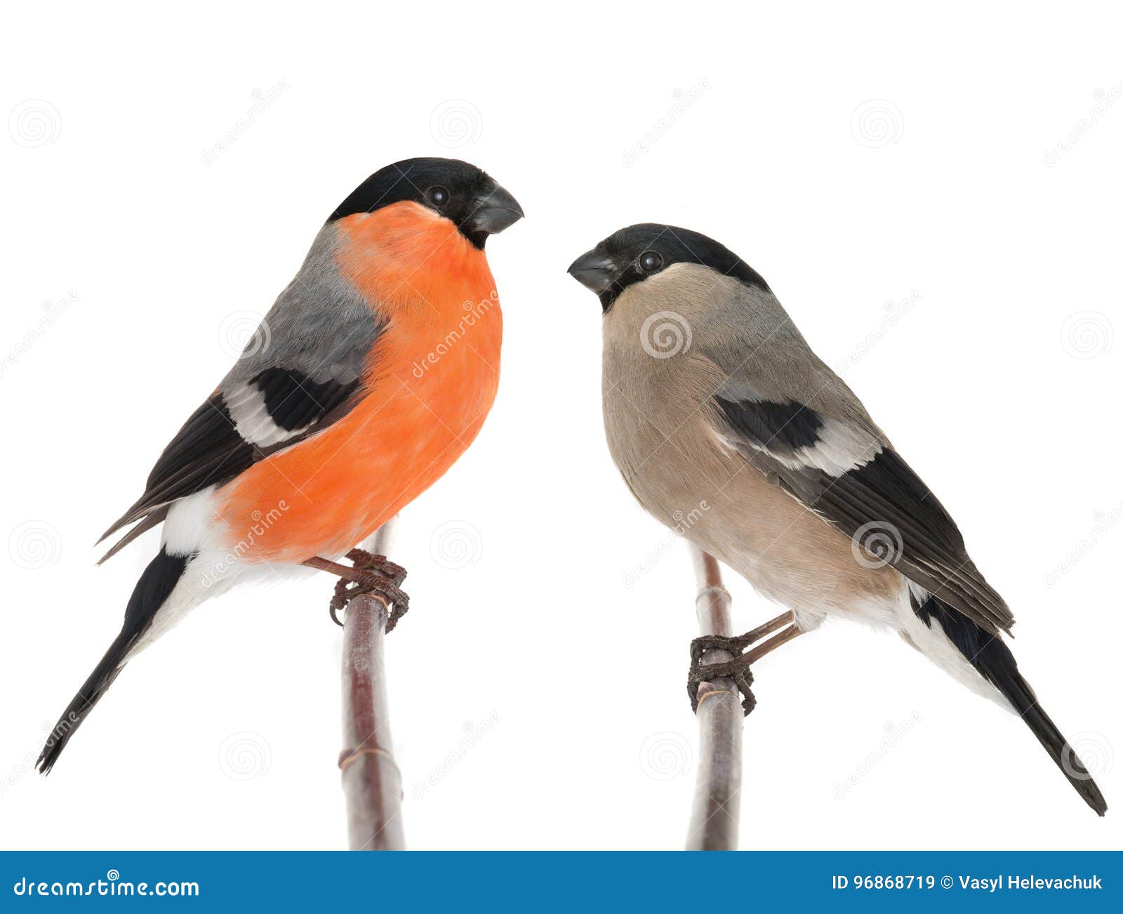 Male and female bullfinch stock image. Image of female - 96868719