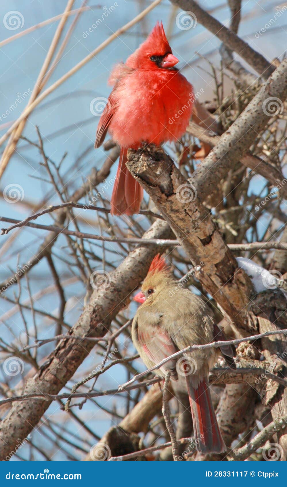 Pied Cardinal
