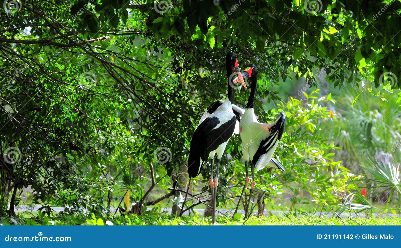 Male and Female Colorful Storks Stock Photo - Image of inland, closeup ...