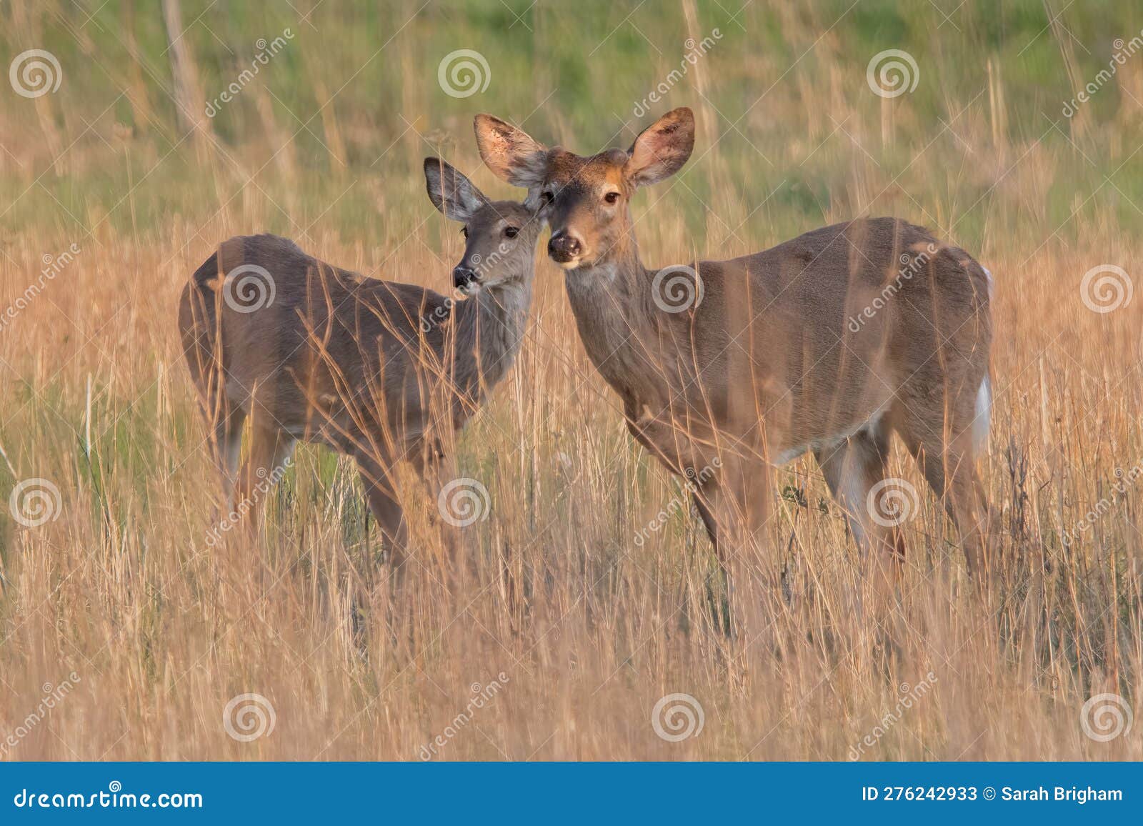 Male and Female Deer Couple Stock Image - Image of grassland, stag ...