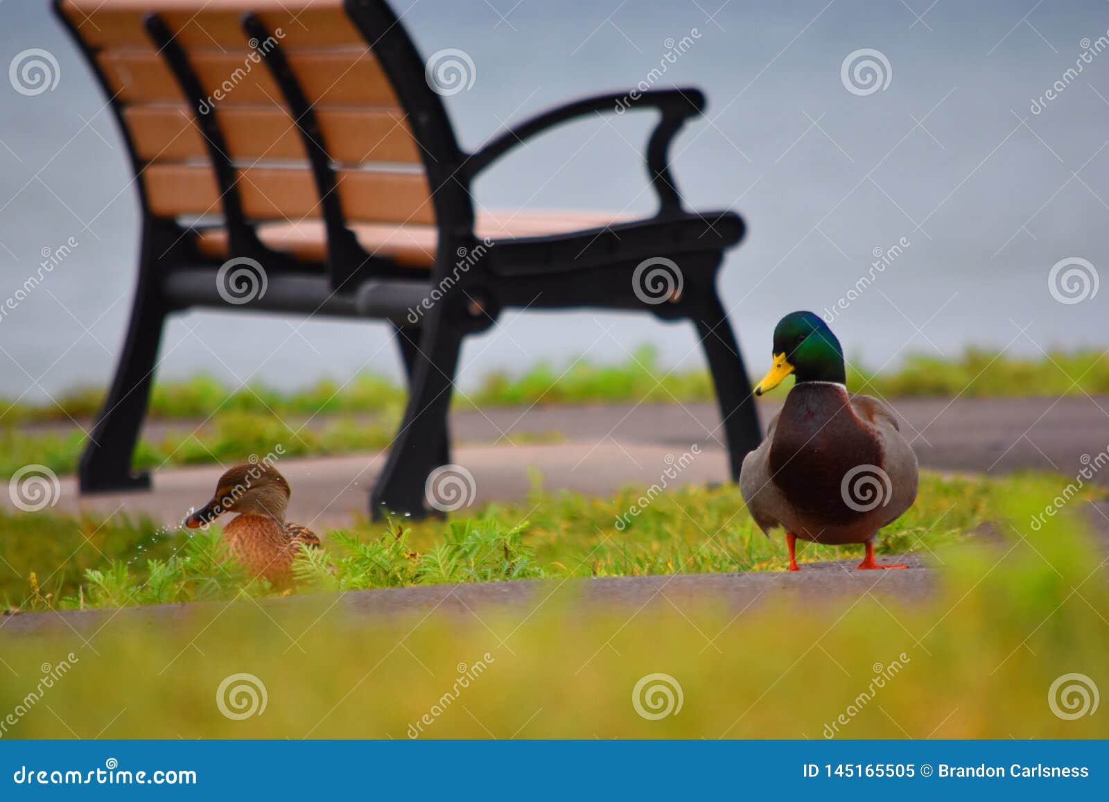 Ducks by a park bench stock image. Image of ducks, female - 145165505