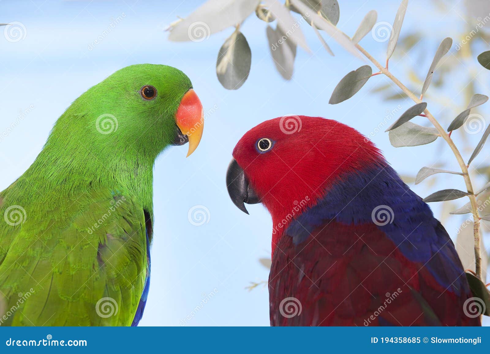 MALE and FEMALE ECLECTUS PARROT Eclectus Roratus Stock Image - Image of ...