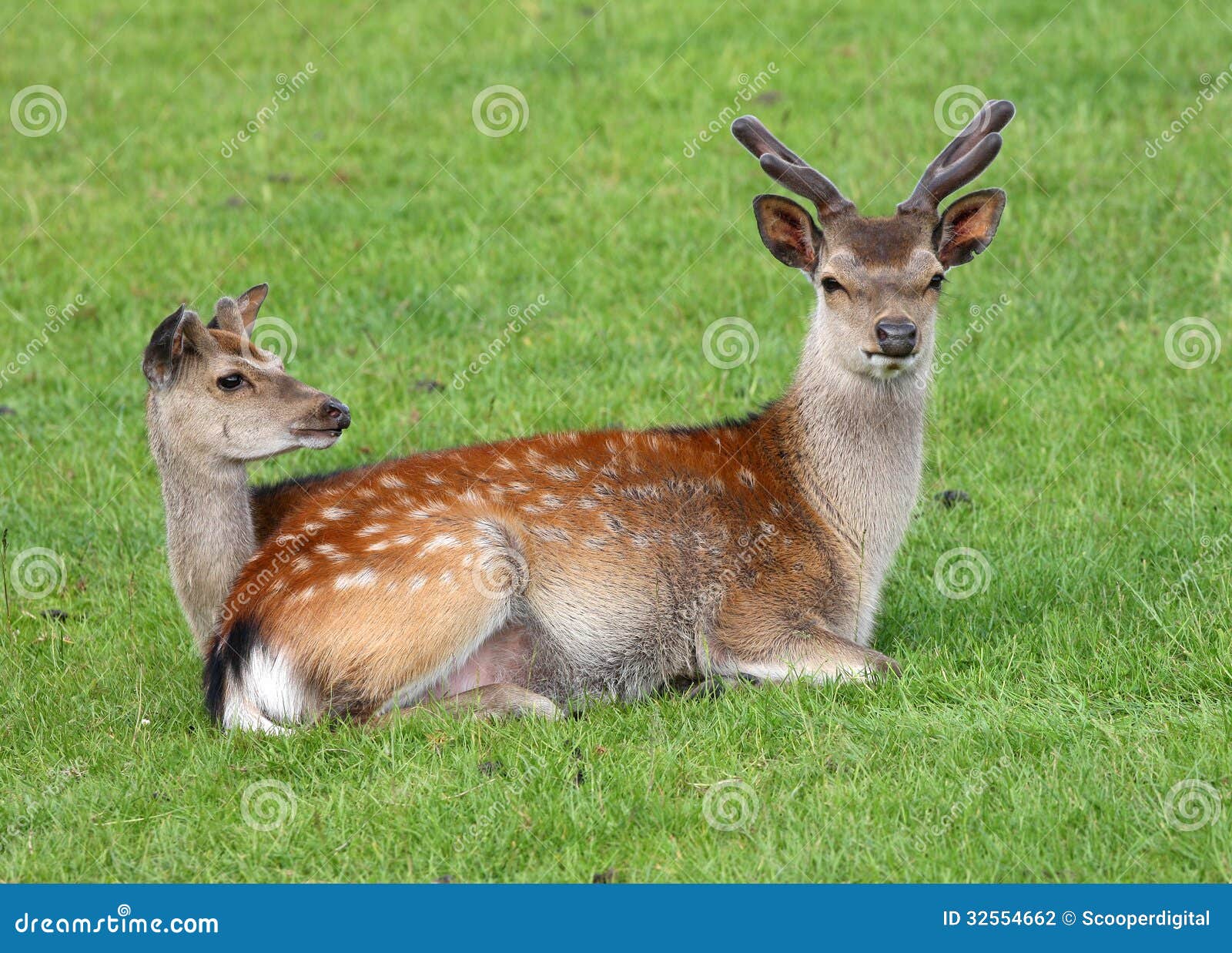 Male and Female Fallow Deer Stock Photo - Image of eyes, young: 32554662