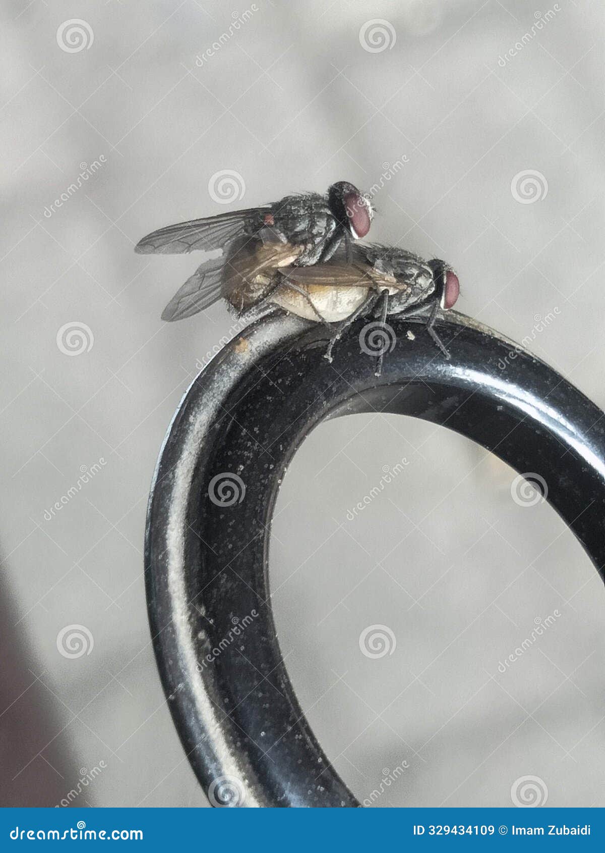 Male and female flies stock image. Image of sculpture - 329434109