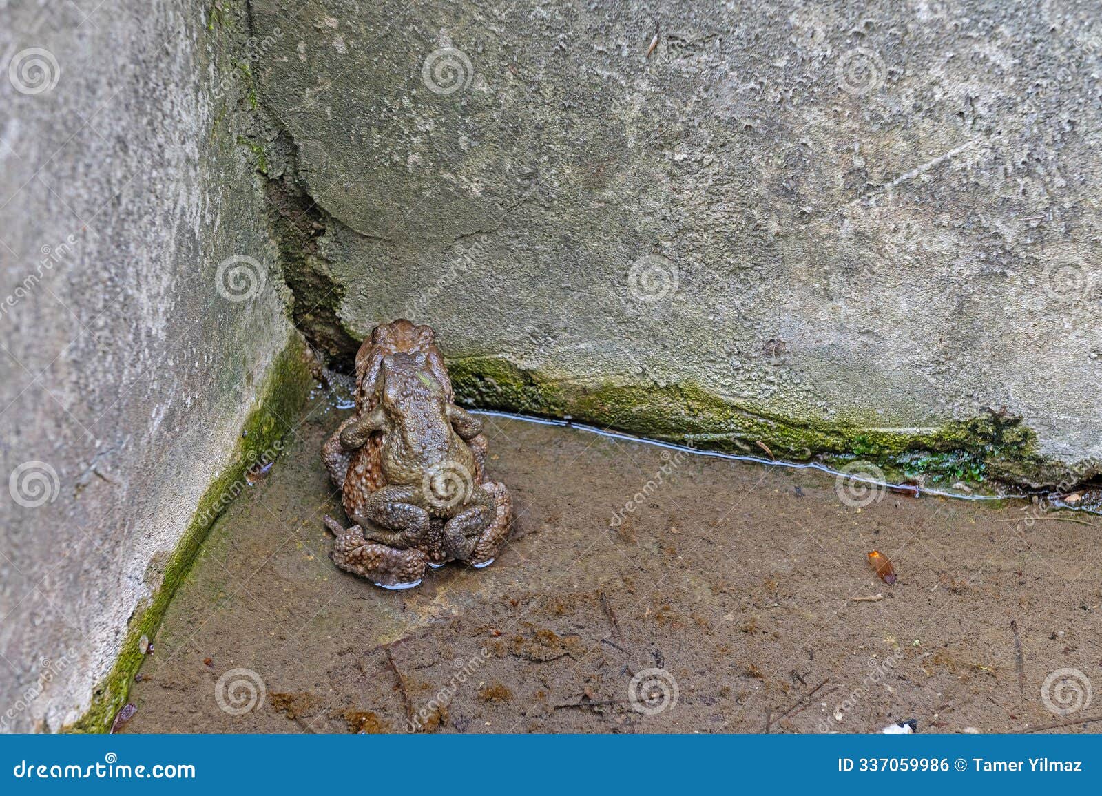 Male and Female Frog (Bufo Bufo) Mating in a Pond Stock Photo - Image ...