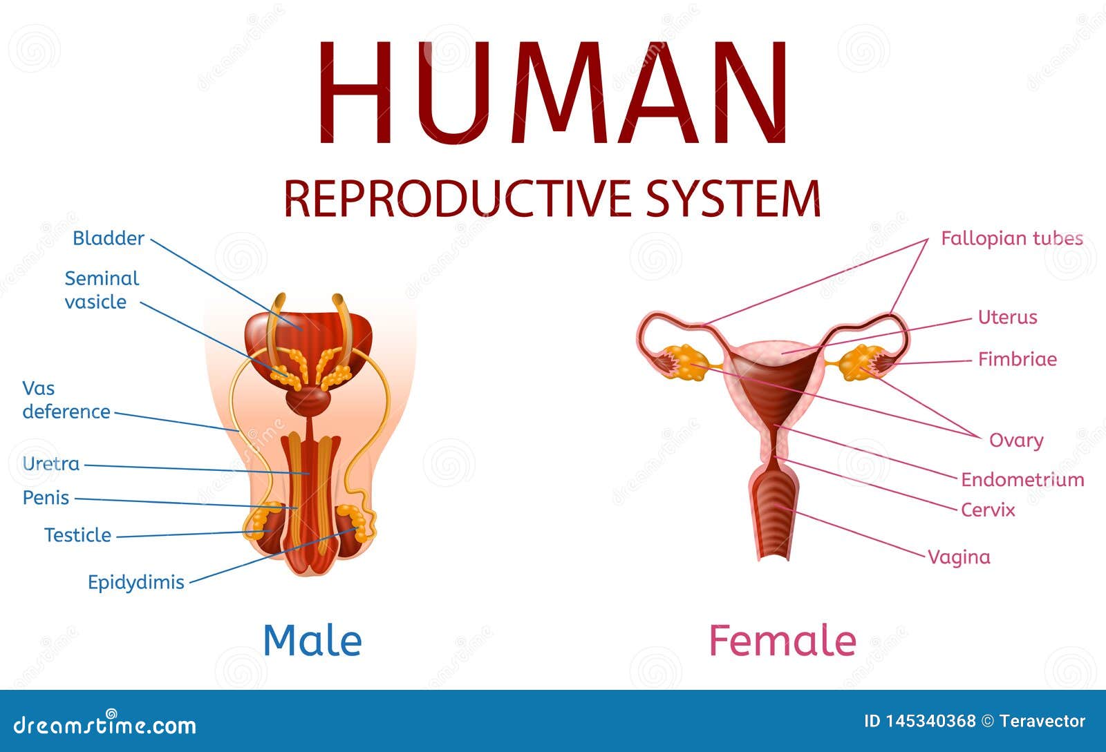 Male And Female Genitals With Labeled Components Stock Vector