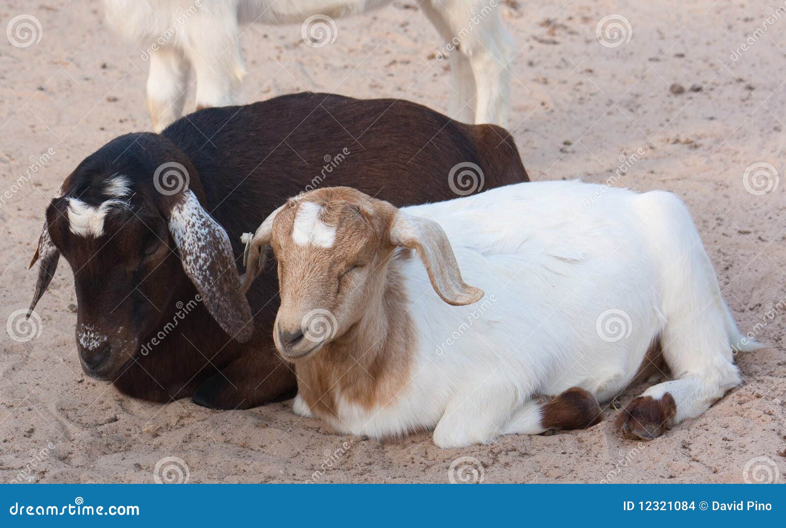 Female With Goat Body-art Royalty-Free Stock Image | CartoonDealer.com ...