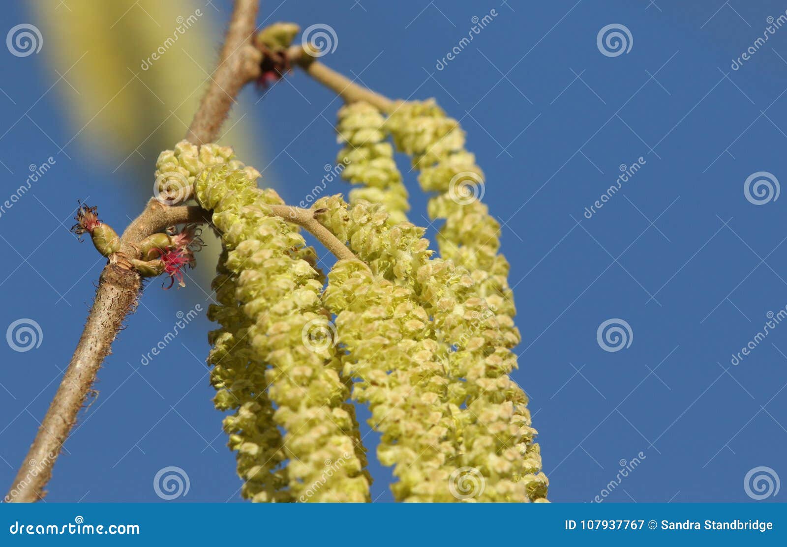 Female Bud Of Hazel Trees In A Snowy Environment Stock Photography ...