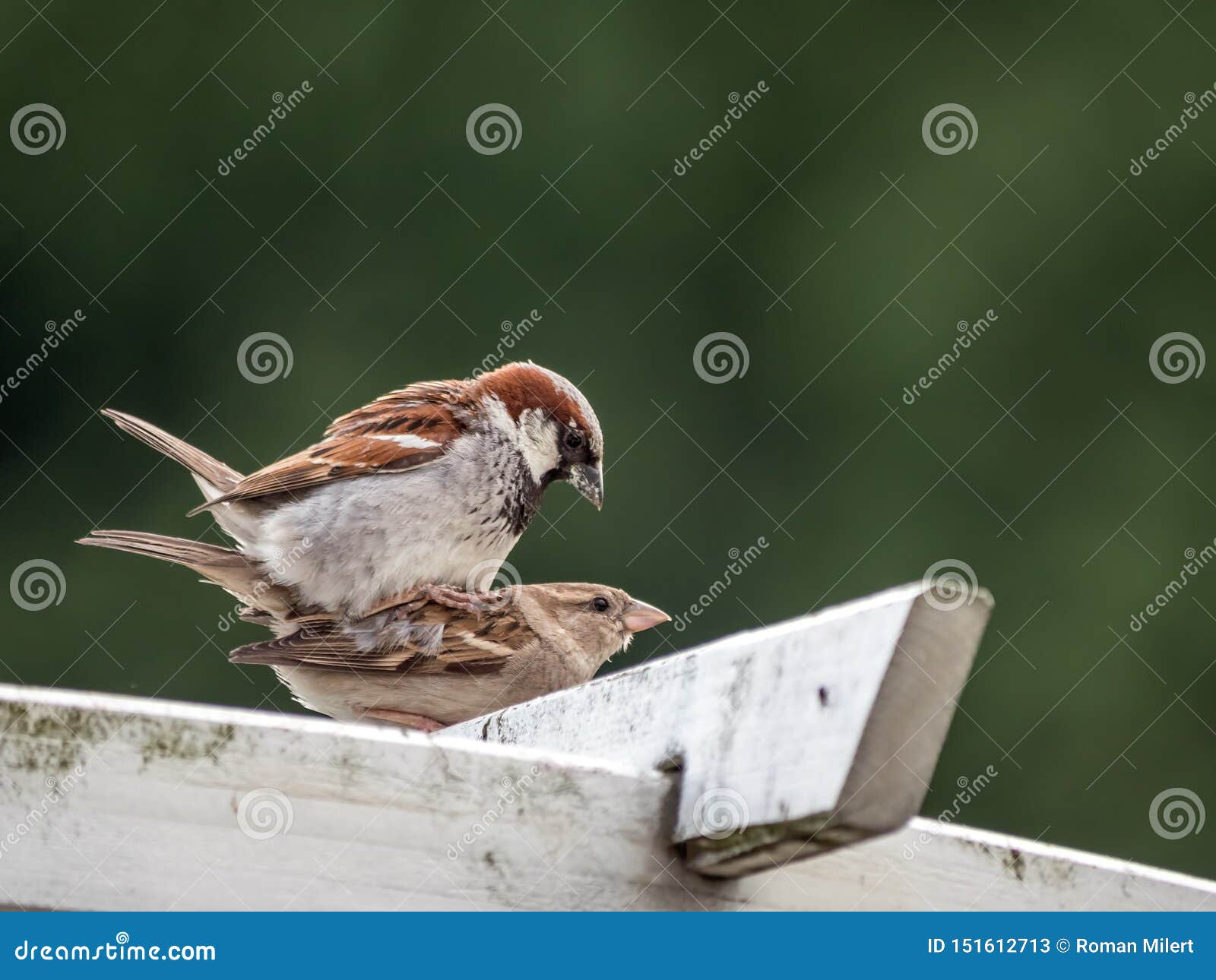 House sparrows mating stock image. Image of perching - 151612713