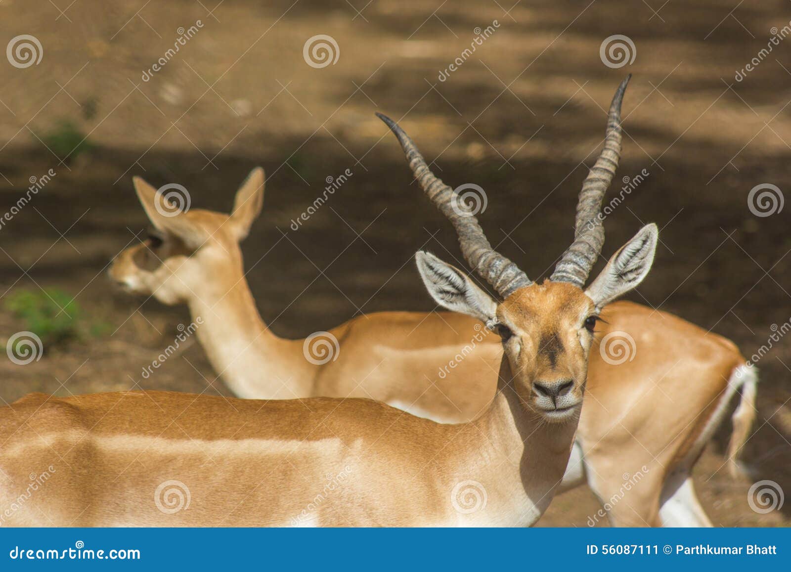 Male and Female Impala stock image. Image of india, female - 56087111