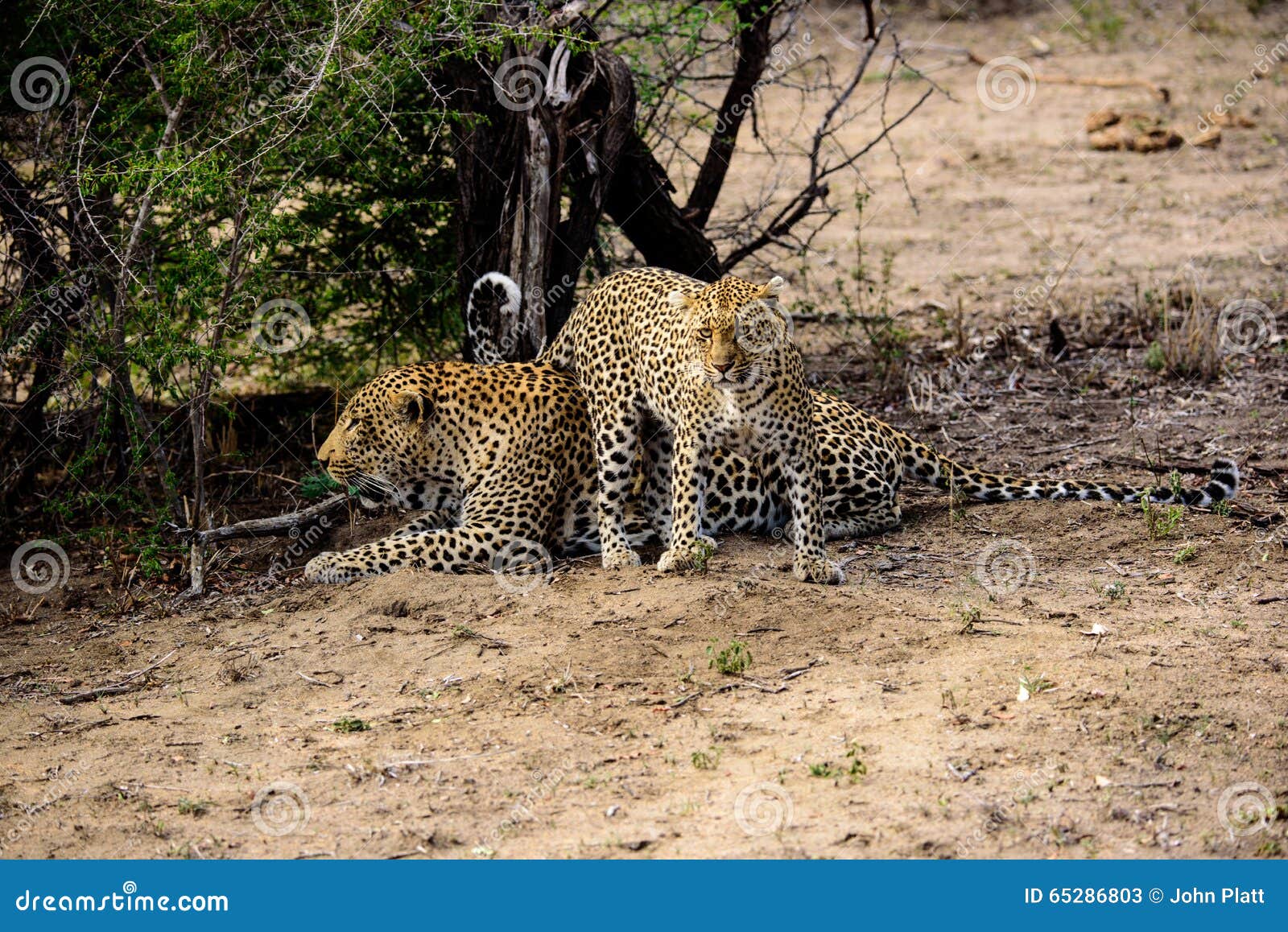 Male and female Leopard stock image. Image of animals - 65286803