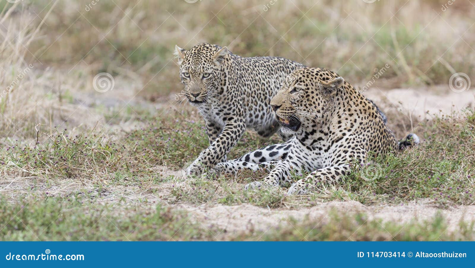 Leopard Mating Couple In Sabi Sands Game Reserve Stock Photography ...