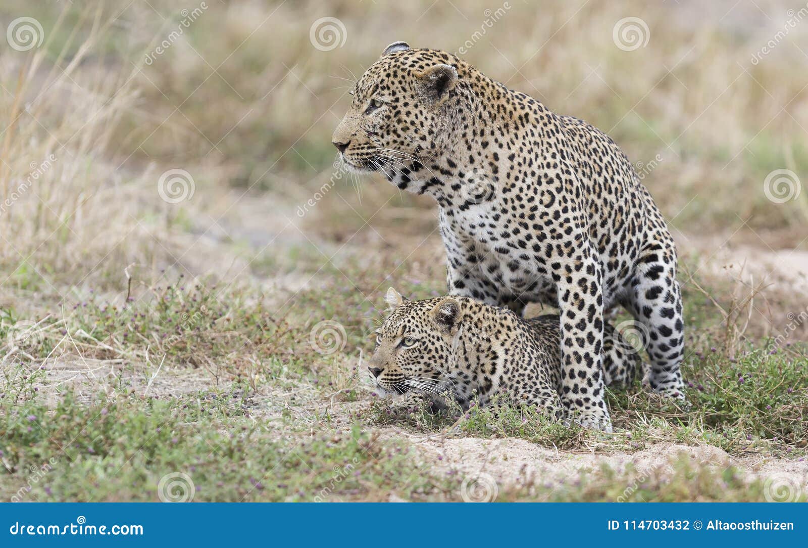 Male and Female Leopard Mating on Grass in Nature Stock Photo - Image ...