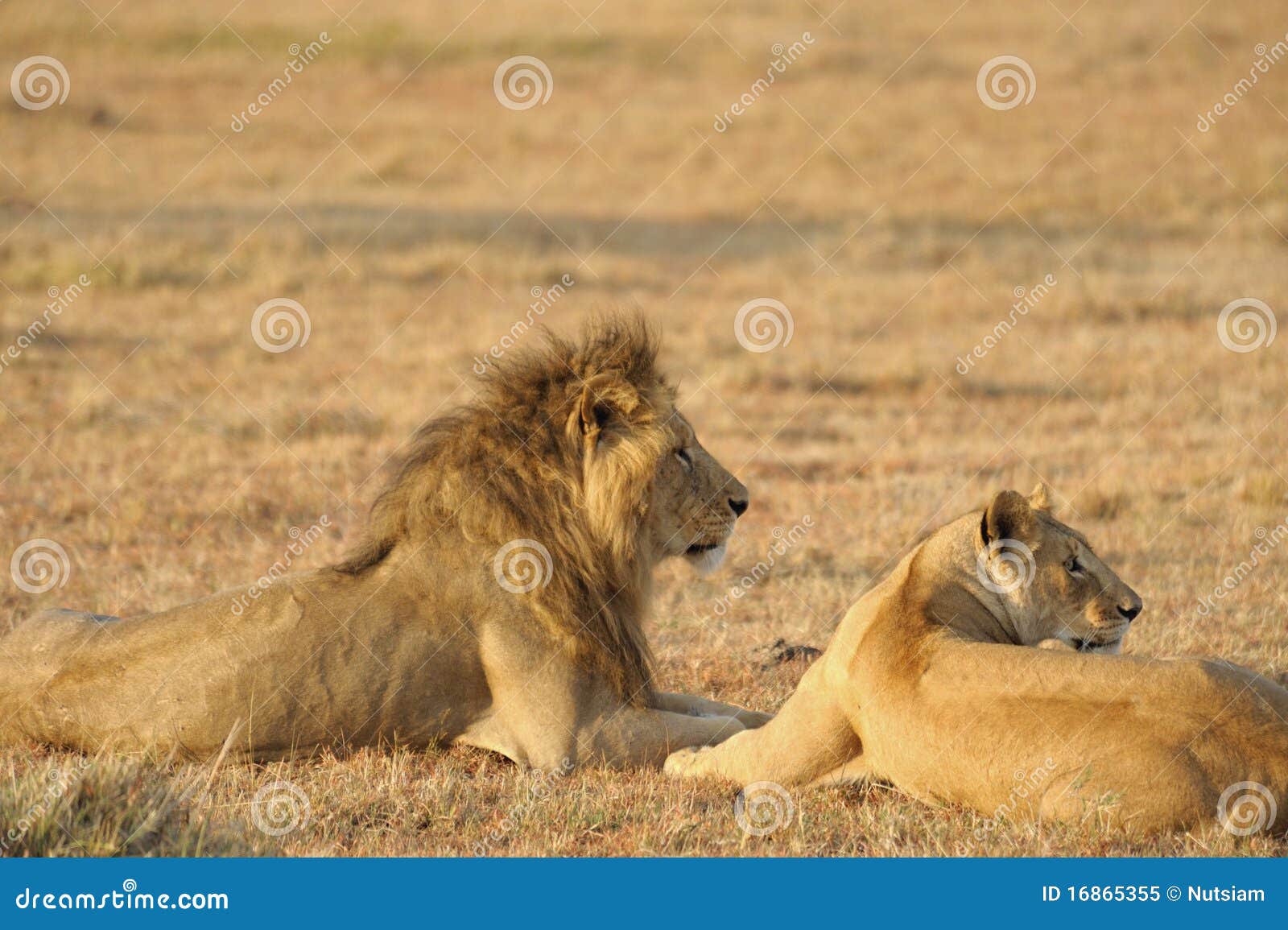 Male and Female Lion stock image. Image of animal, predator - 16865355