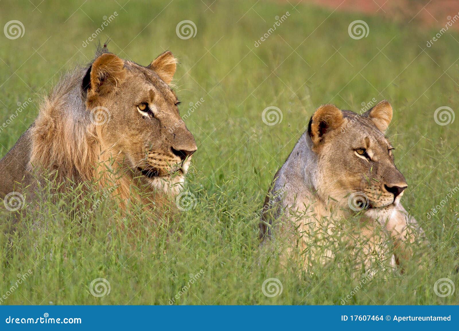 Male and female lion stock photo. Image of africa, conservation - 17607464