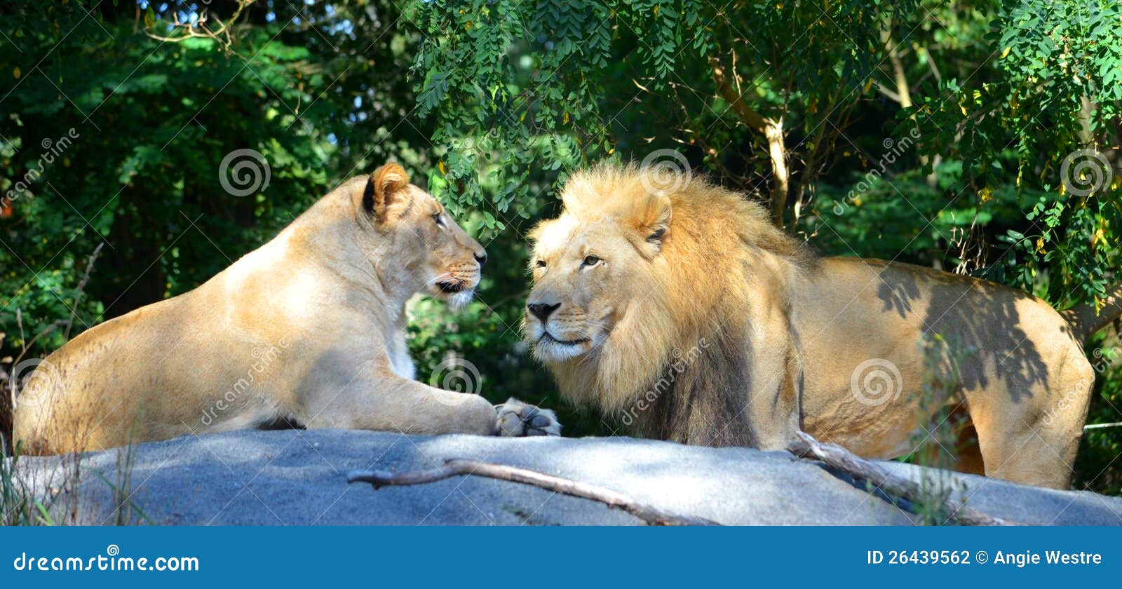 Male and female lion stock photo. Image of close, mane - 26439562