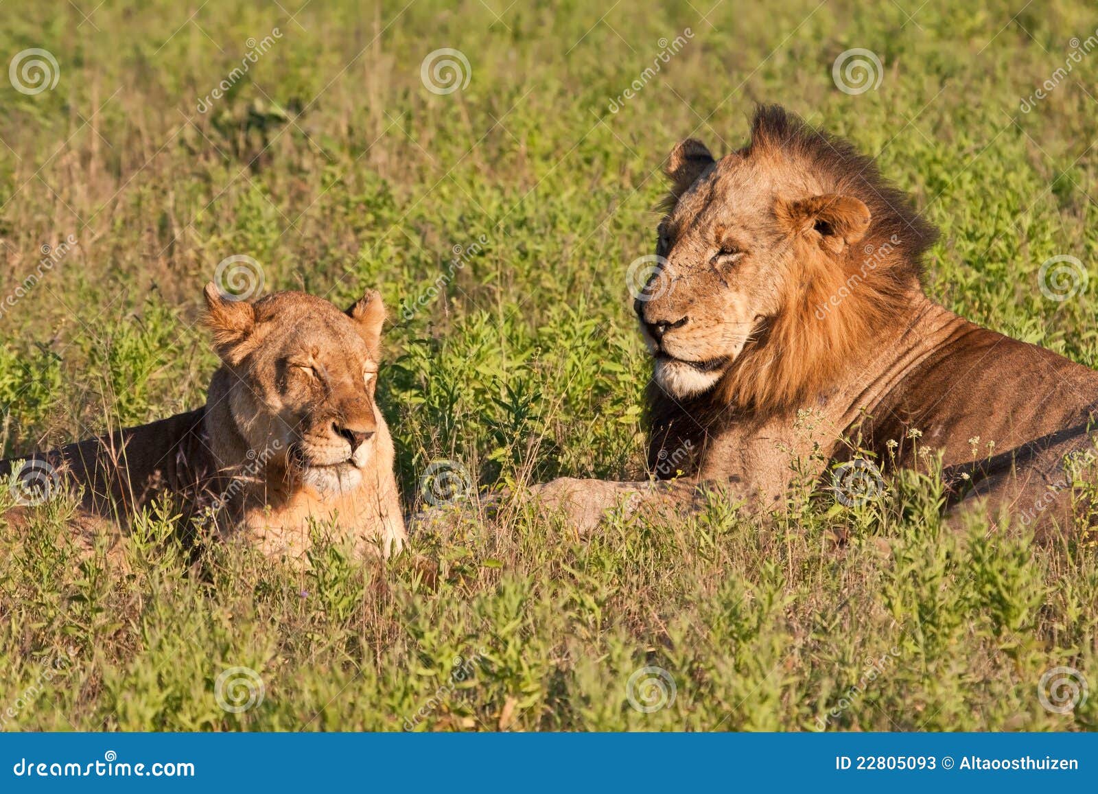 Male and Female Lion Pair Lying Stock Image - Image of love, grass ...