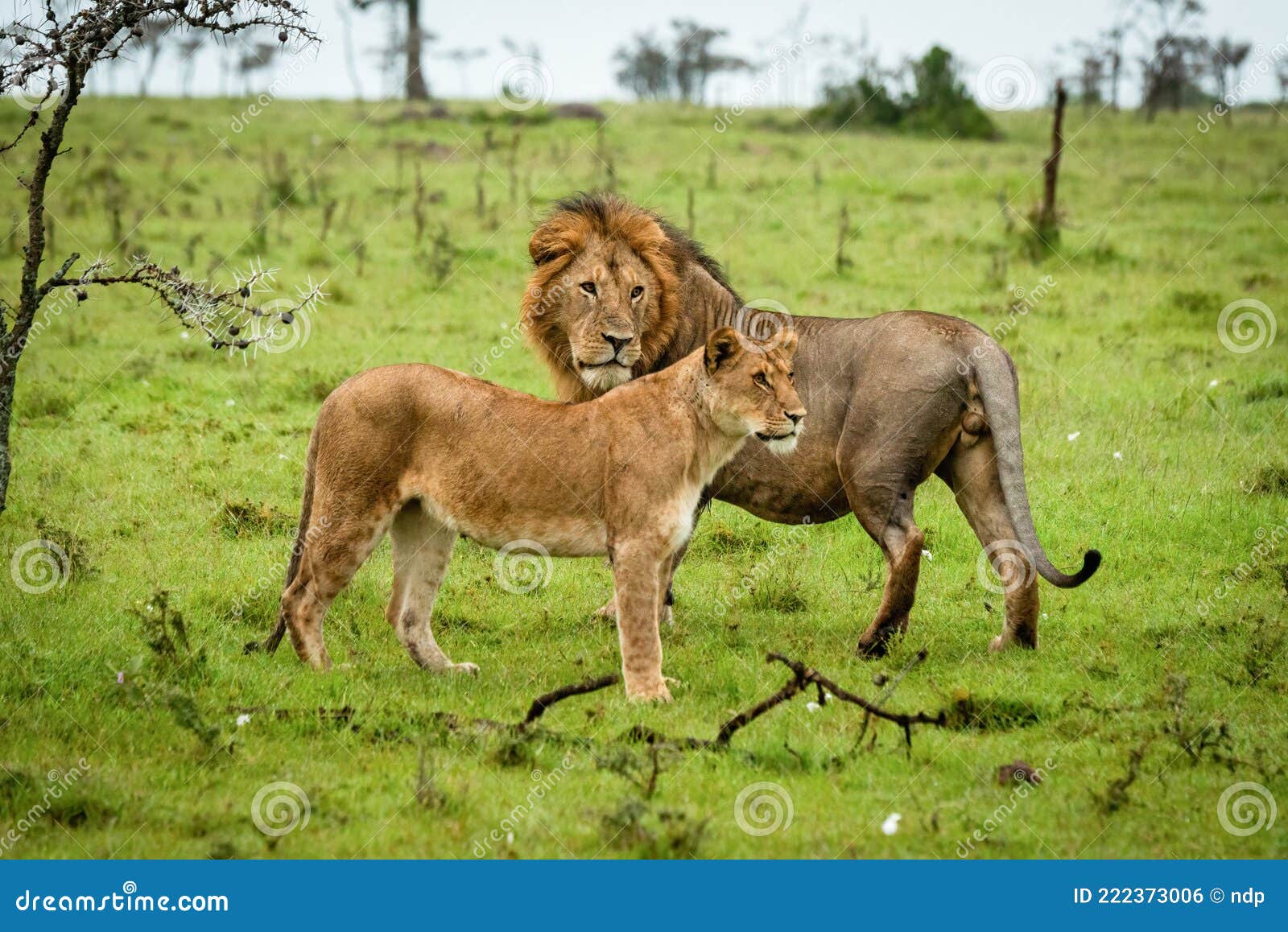 Male and Female Lion Stand Looking Right Stock Photo - Image of ...