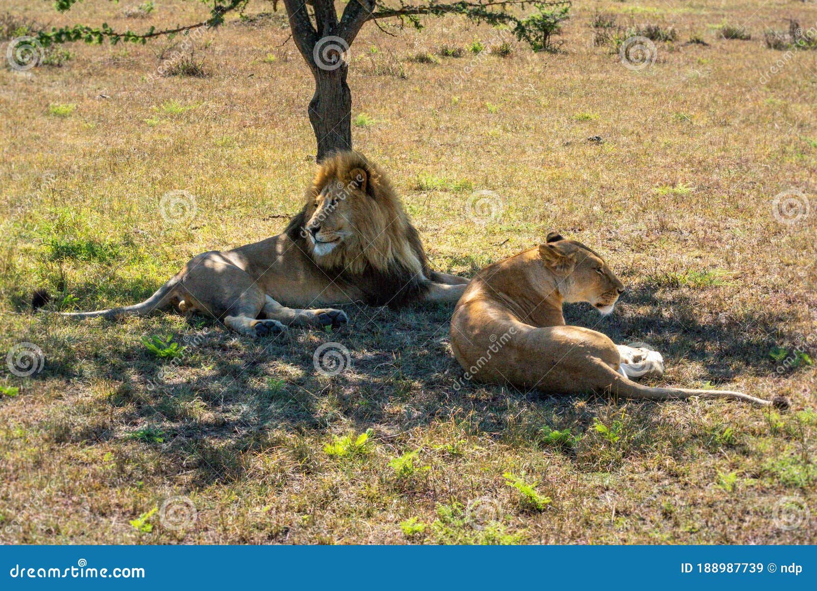 Male and Female Lions Resting Under Tree Stock Image - Image of camp ...