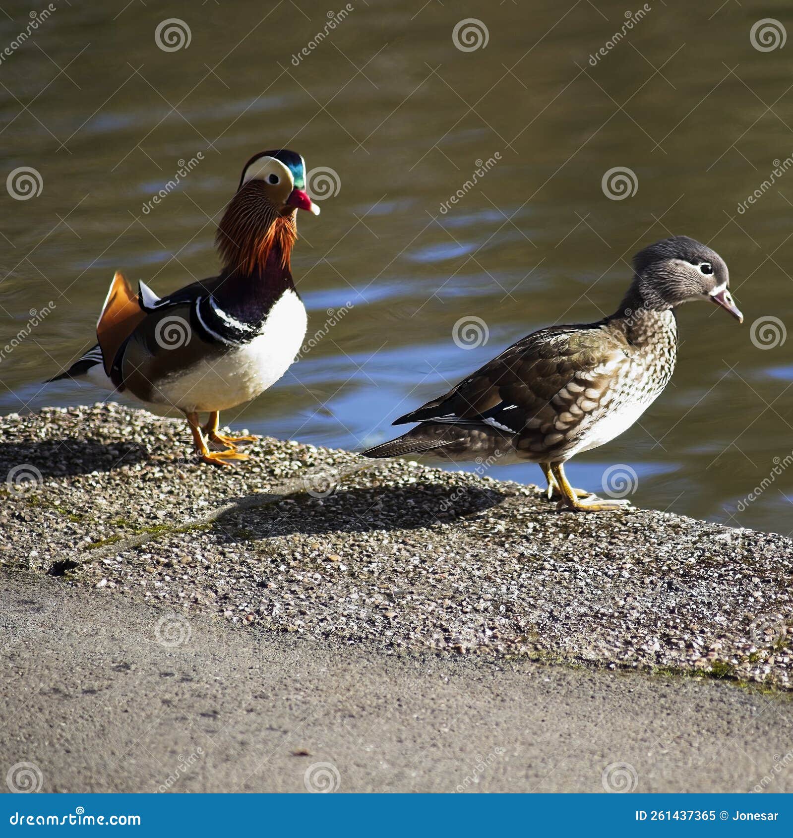 Male and Female Mandarin Ducks Stock Image - Image of plumage, highkey ...