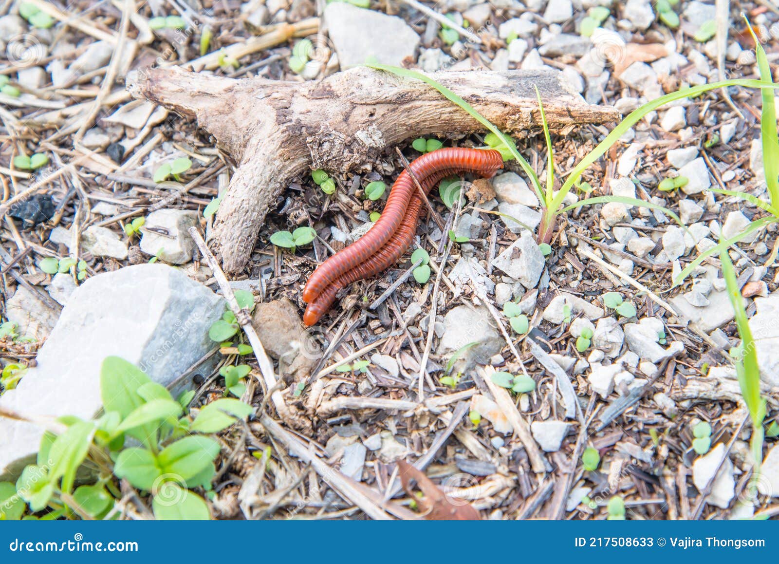 The Male and Female Millipede is Mating on the Ground Stock Image ...
