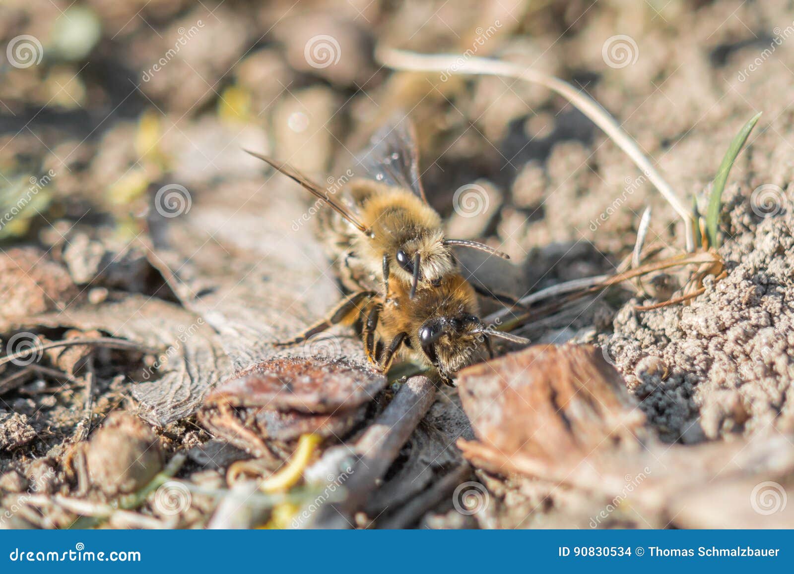 Male and Female Mining Bee during Copulation Stock Photo - Image of ...