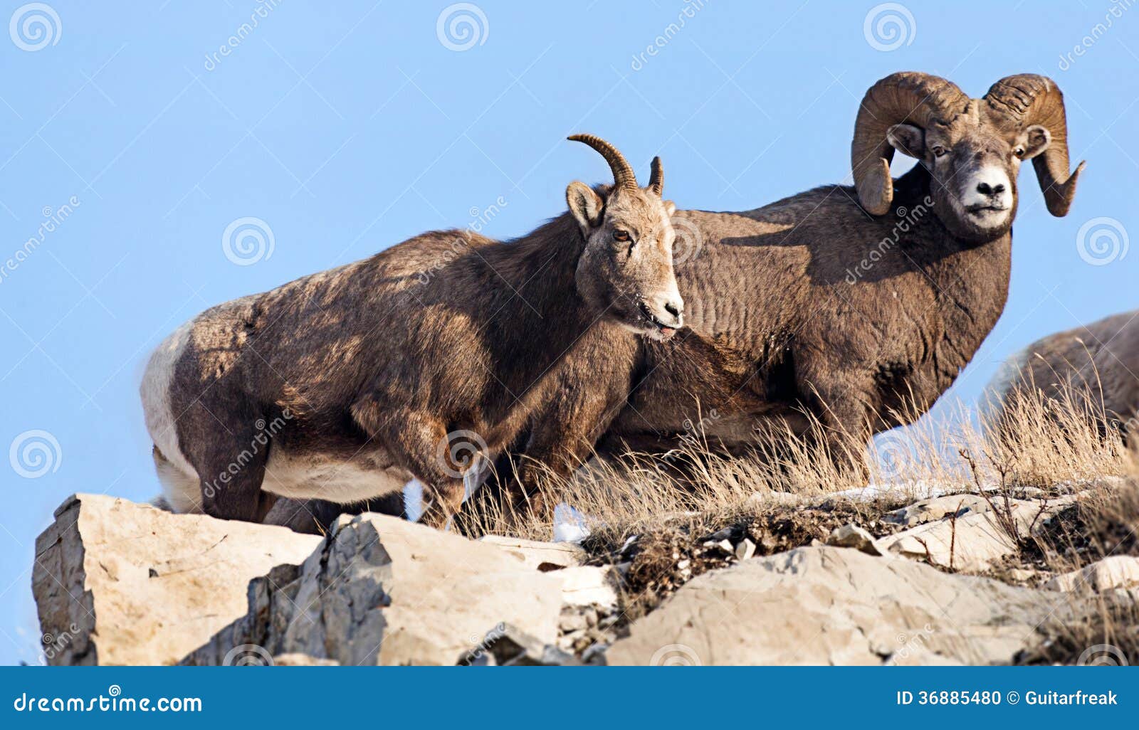 Male and Female Mountain Rams Stock Photo - Image of antlers, battle ...
