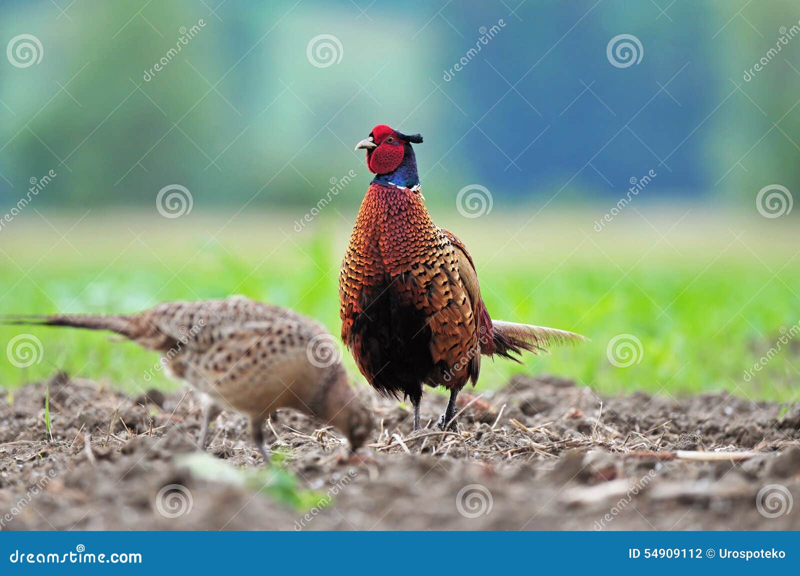 Female Pheasant Stock Photo | CartoonDealer.com #80727516