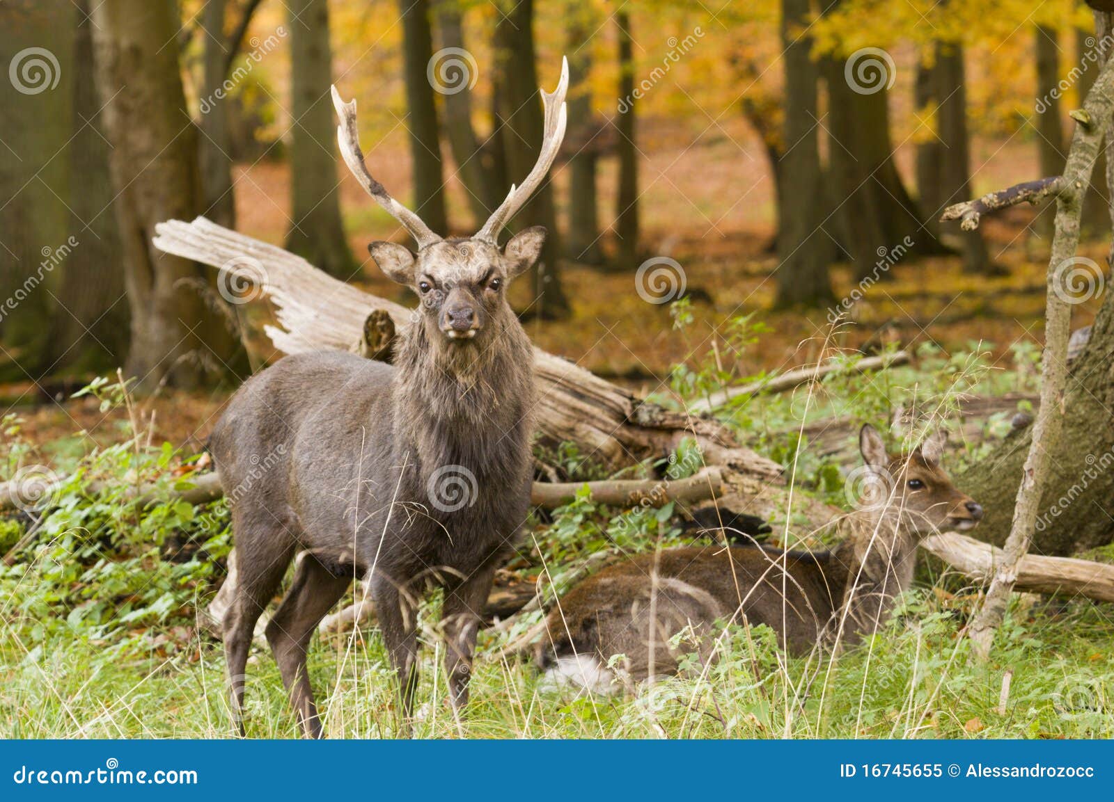 Male and Female red deer stock image. Image of grass - 16745655