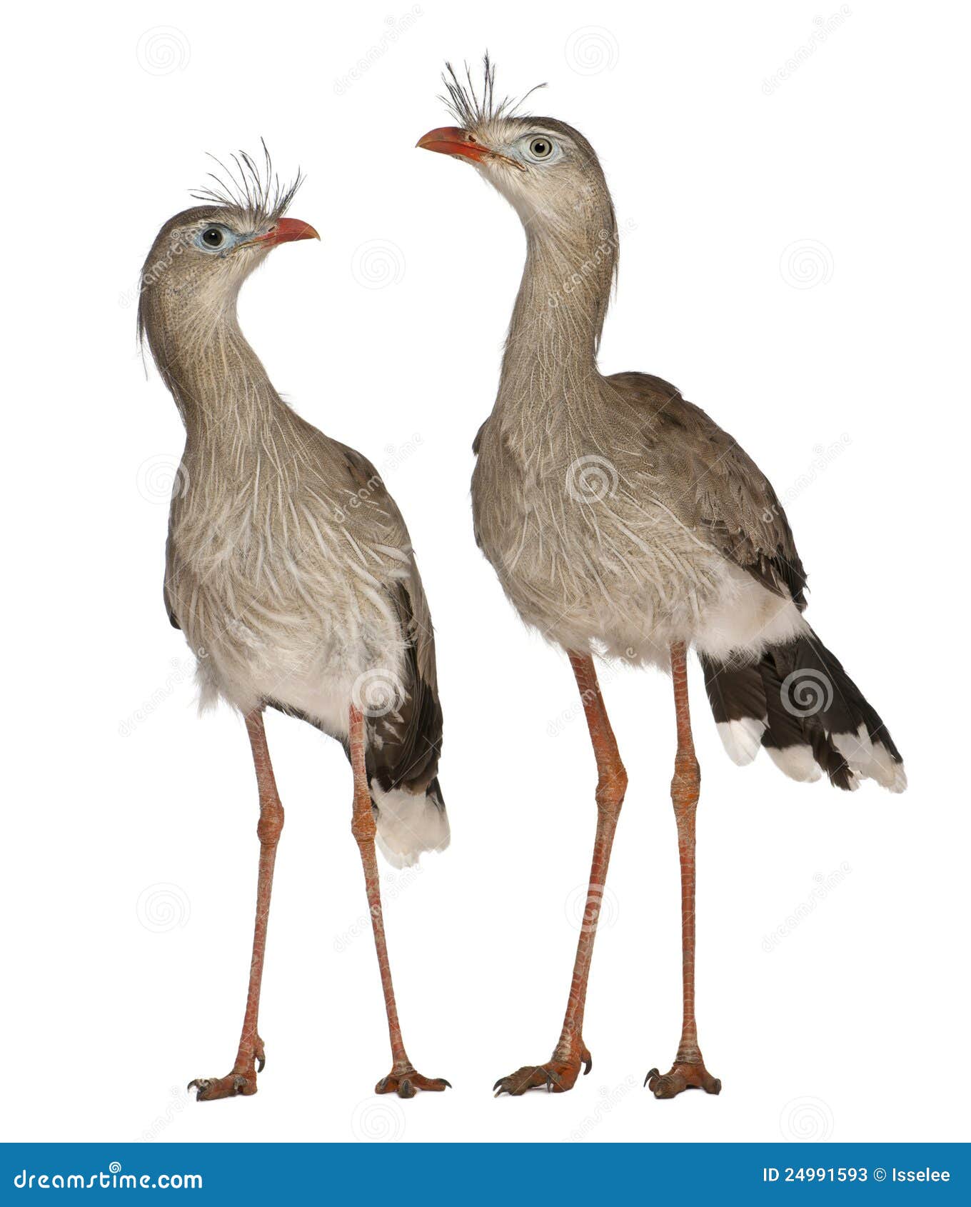 Male Female Red Legged Seriema Stock Photos - Free & Royalty-Free Stock ...