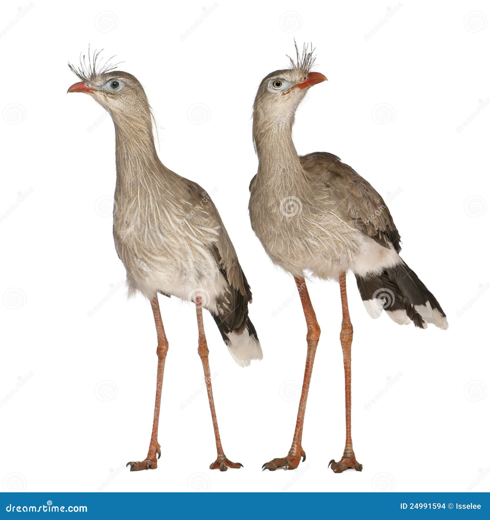 Male and Female Red-legged Seriema Stock Photo - Image of length, white ...