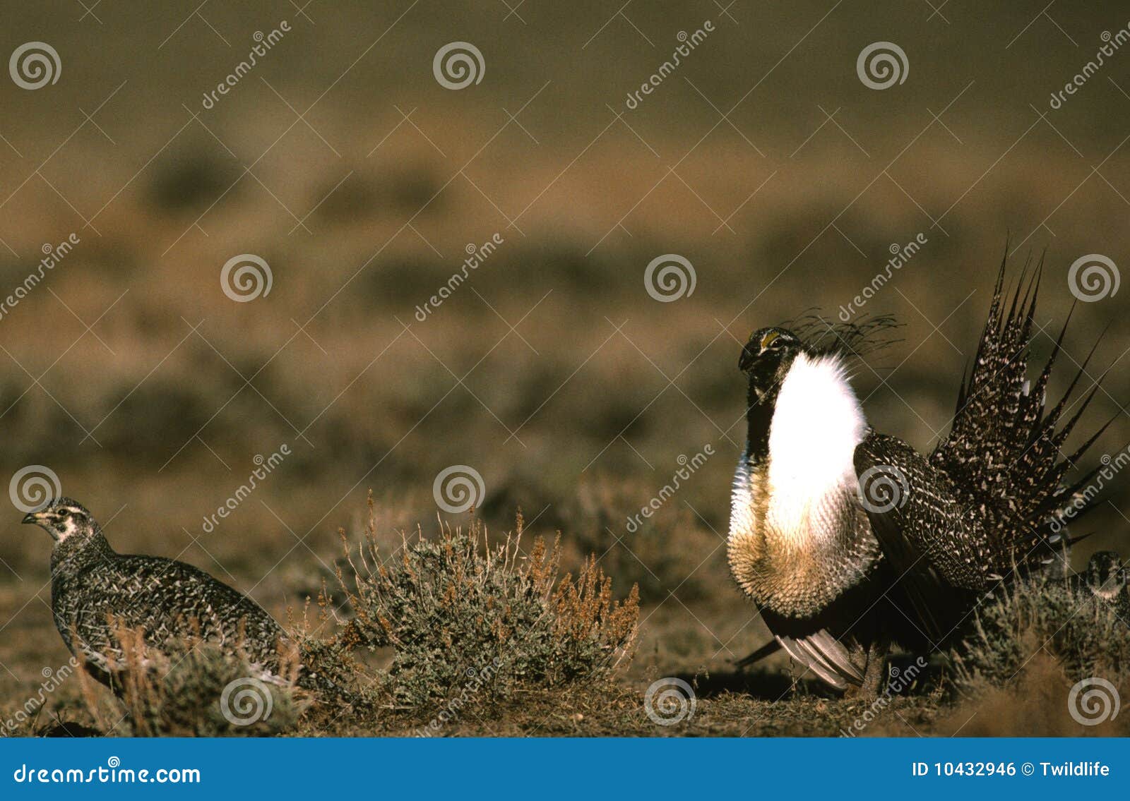 Male and Female Sage Grouse Stock Photo - Image of grouse, breeding ...
