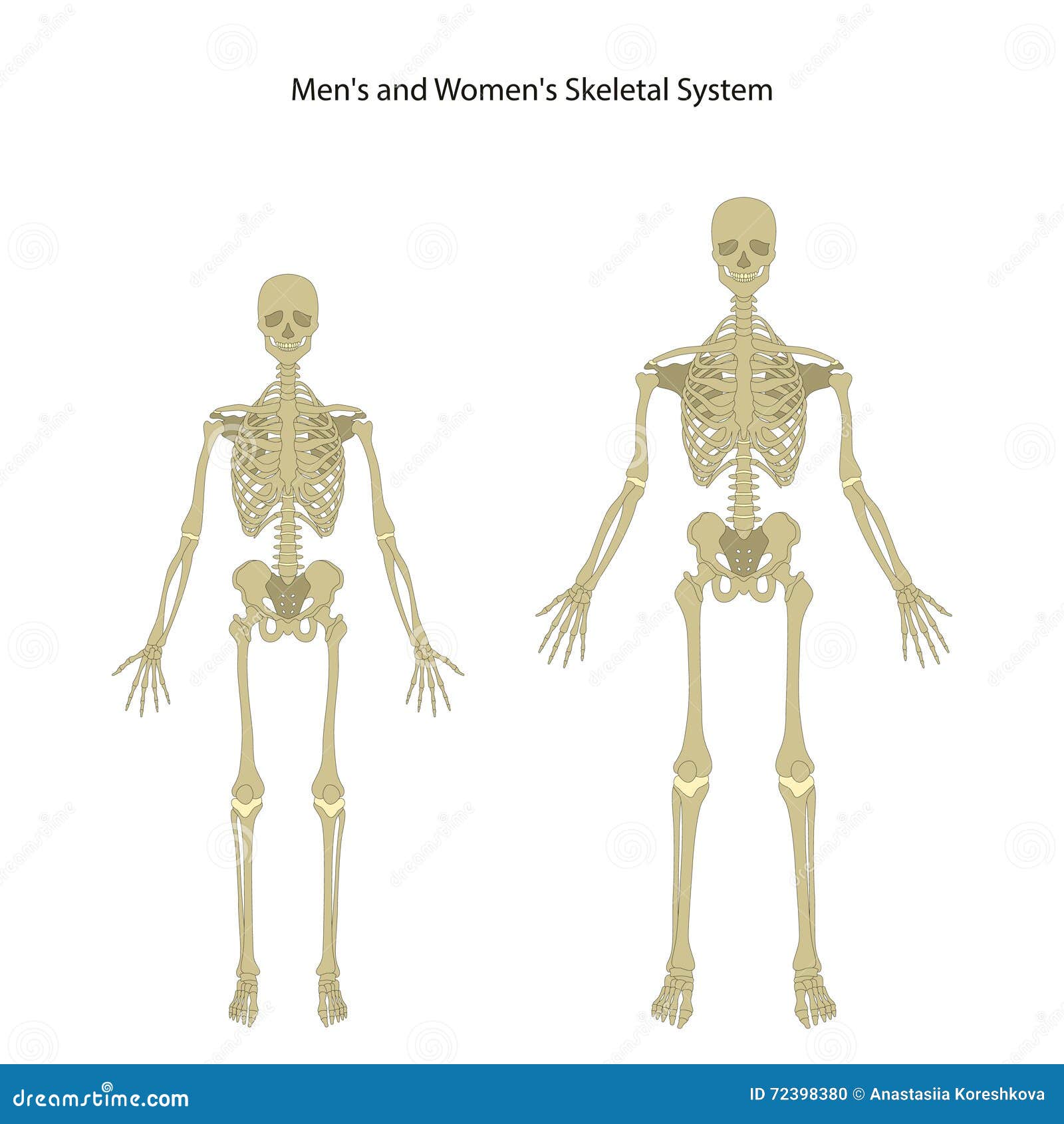 Female Skeleton Diagram
