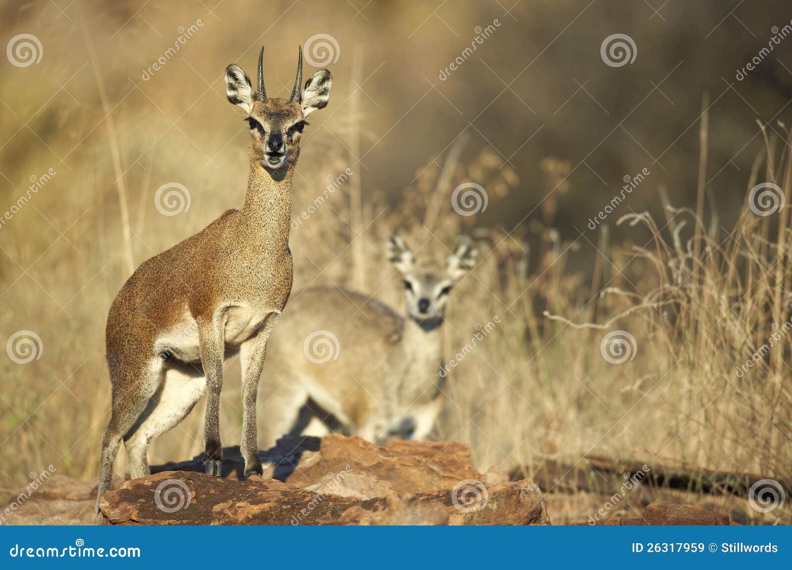 Male and female springbok stock image. Image of animal - 26317959