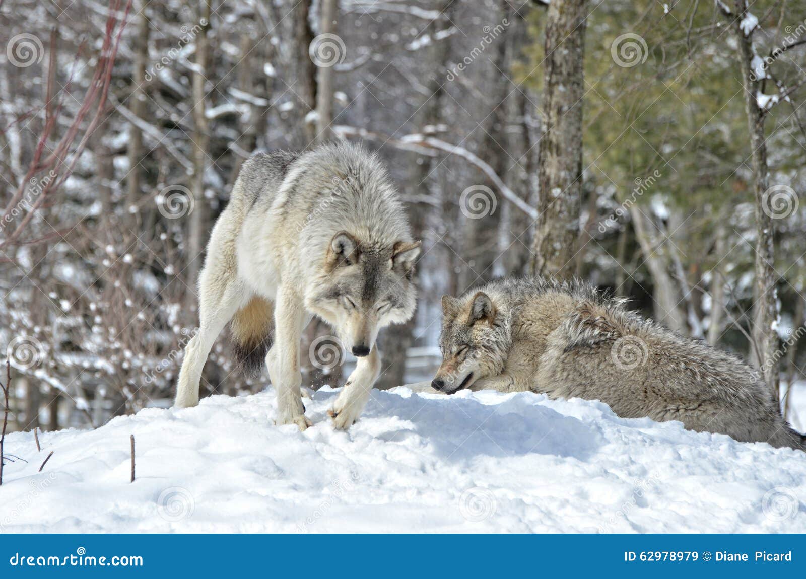 Male and Female Timber Wolves Stock Image - Image of grey, covered ...