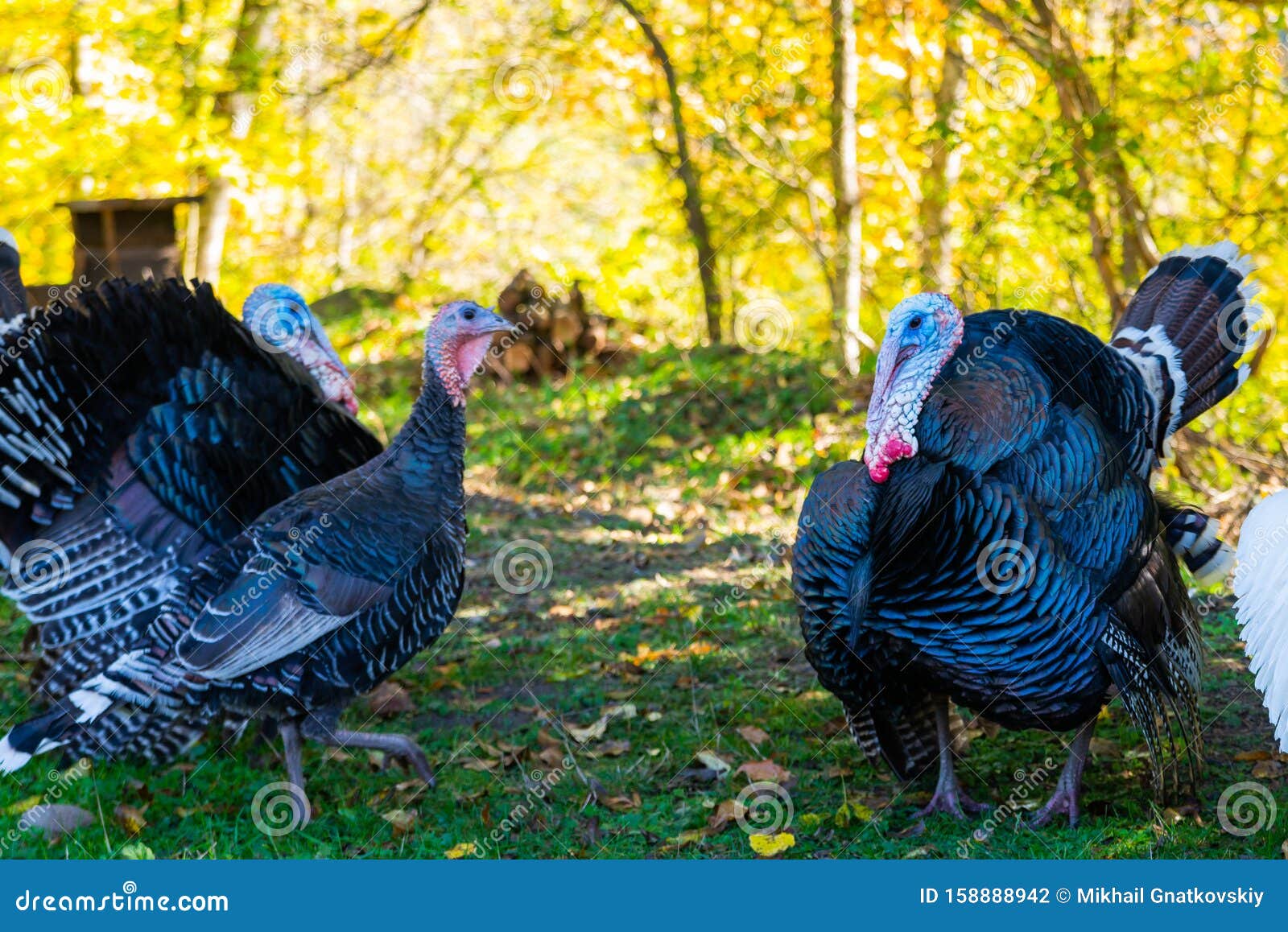 266,331 Beak Outdoors Stock Photos - Free & Royalty-Free Stock Photos ...