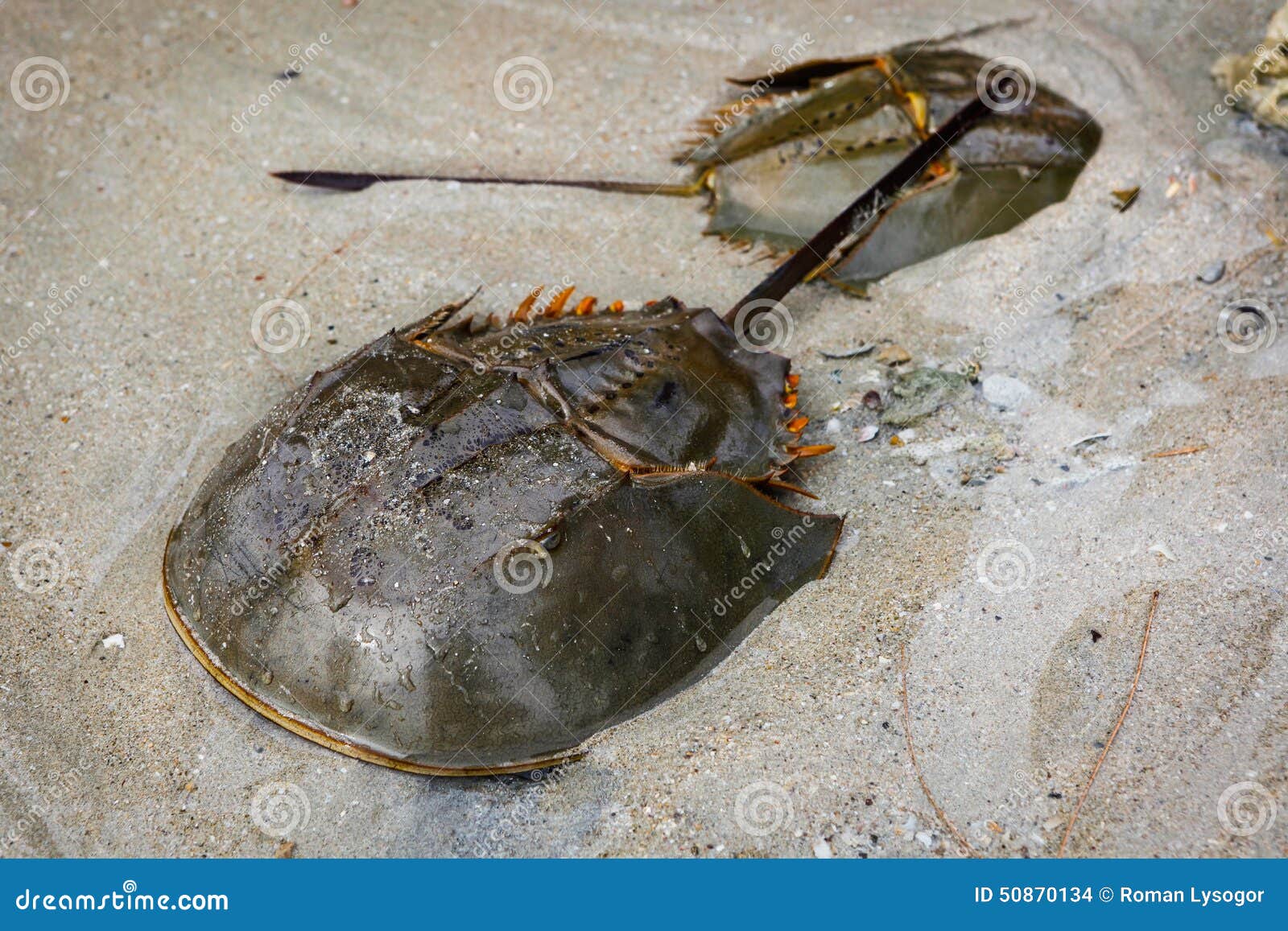 Male Female Xiphosura Limulus Polyphemus Stock Photos - Free & Royalty ...