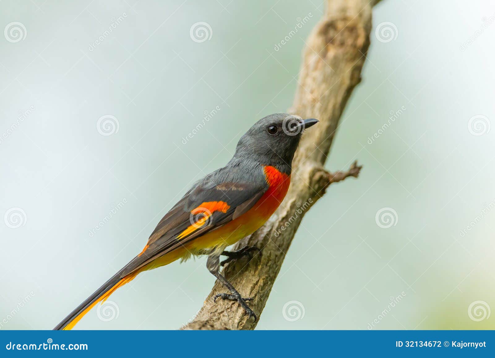 Male Fiery Minivet(Pericrocotus Igneus) Stock Photo - Image of ...