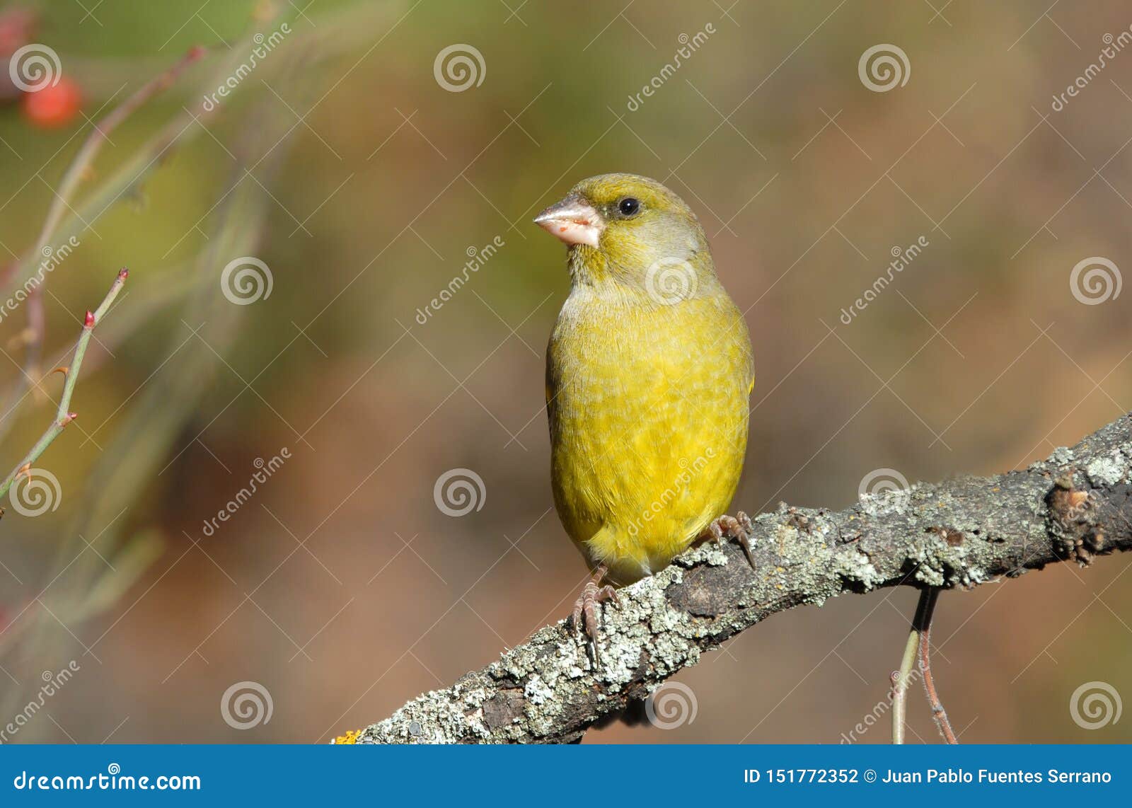 Male Finch Perches on a Branch Stock Photo - Image of adaja, field ...