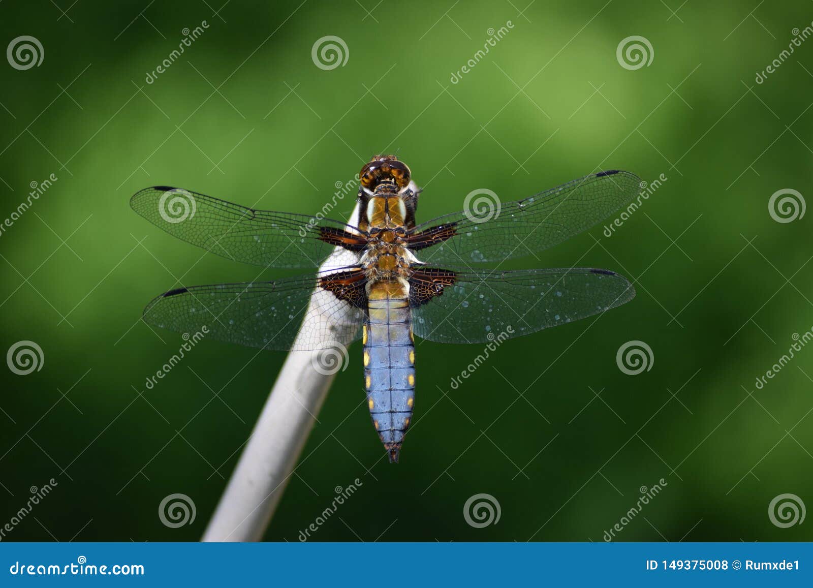 Male Flat-headed Dragonfly on Reed Stock Photo - Image of transparent ...