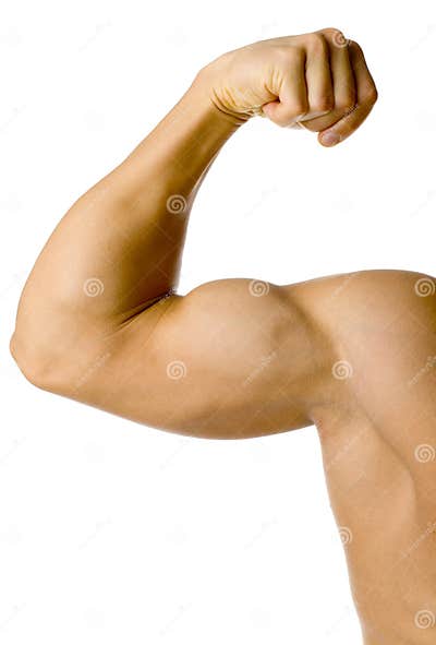 Male flexed arm stock image. Image of caucasian, fist - 1906351