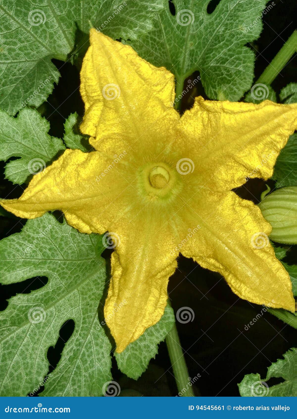 Male flower stock image. Image of flower, plantation - 94545661