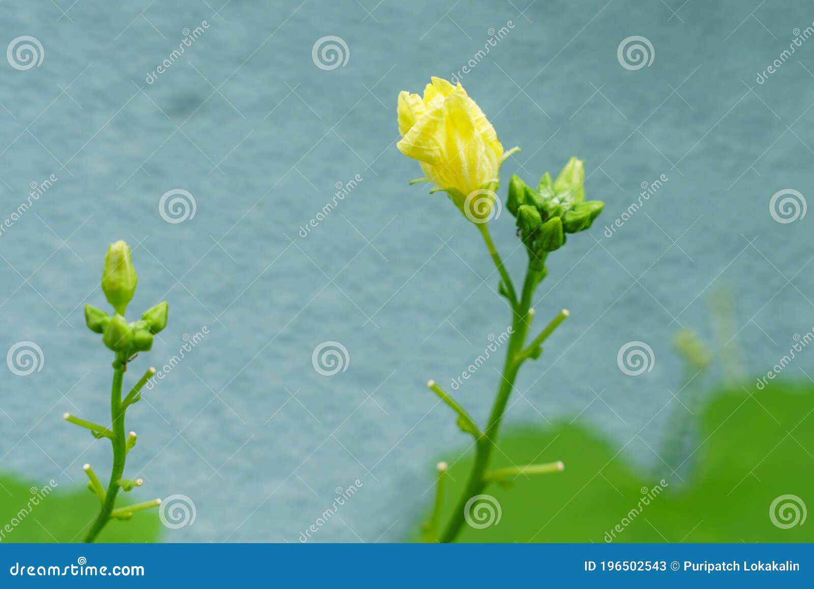 A Male Flower of Angled Luffa Stock Image - Image of closeup, leaf ...