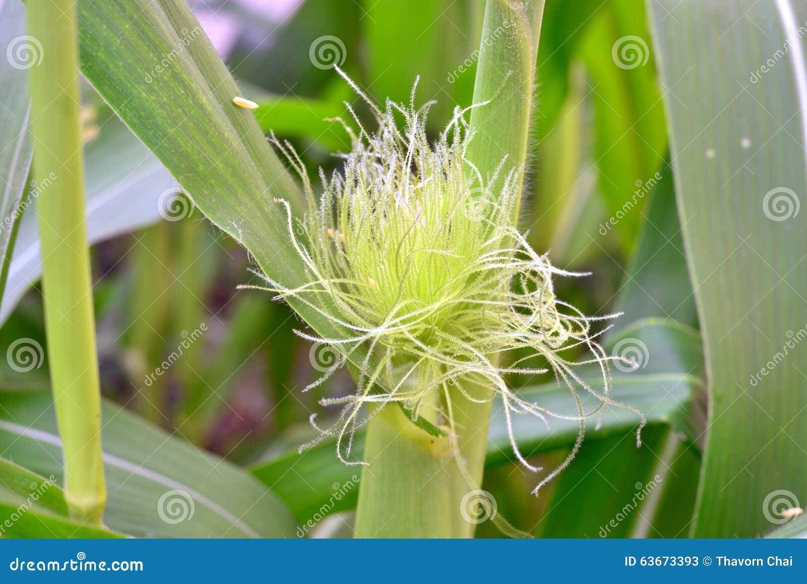 Male flower of corn stock image. Image of maize, starch - 63673393