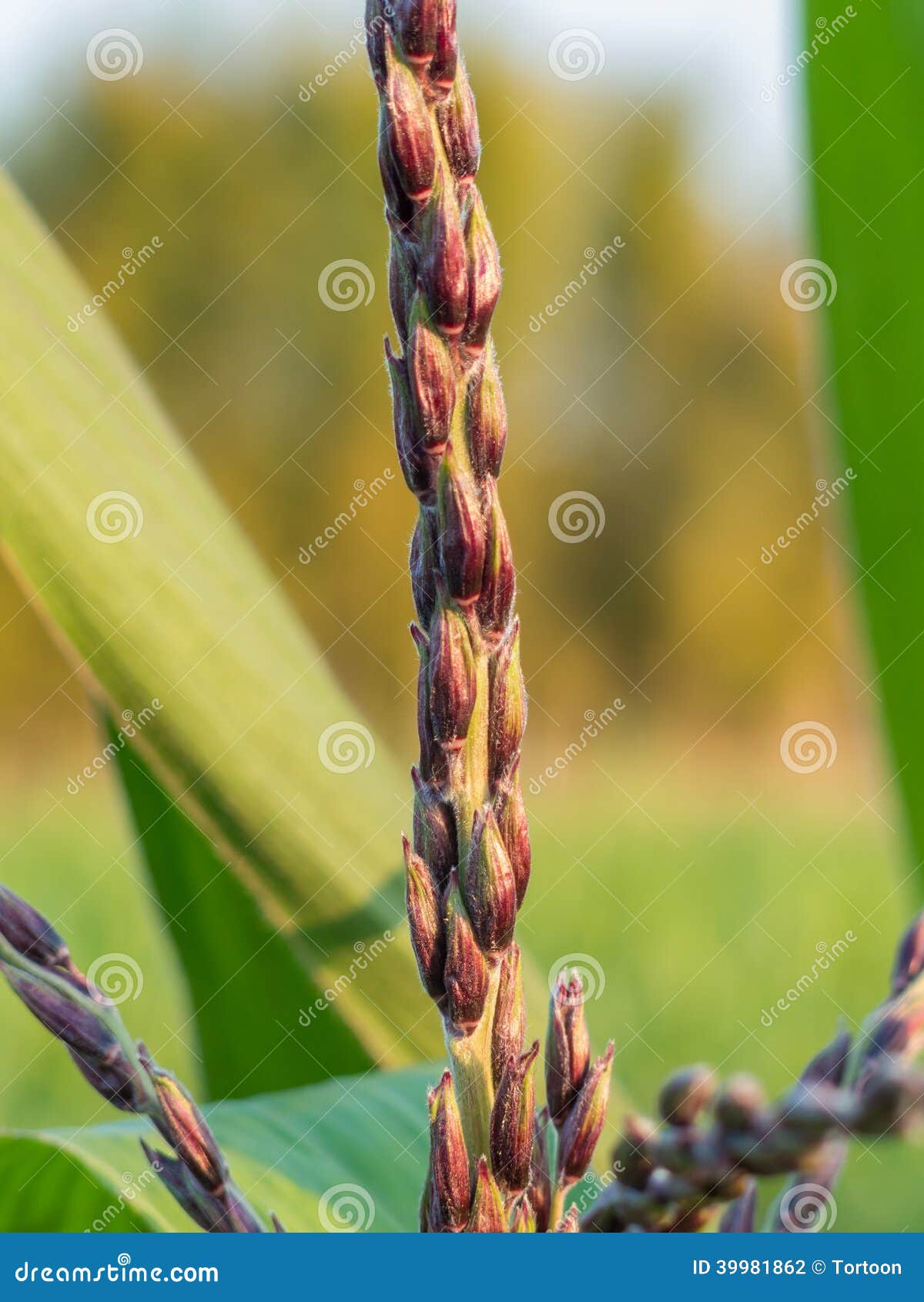 Male Flower Corn in Farm Field Stock Photo - Image of natural, field ...