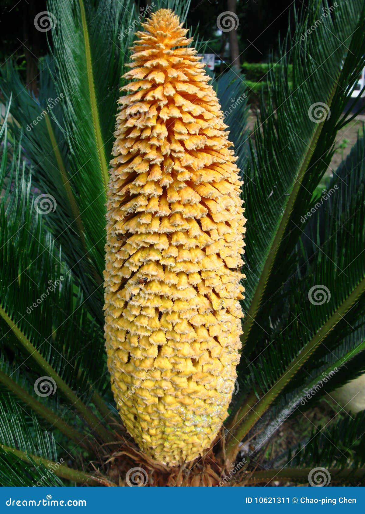 Cycads Royalty-Free Stock Photo | CartoonDealer.com #43082535