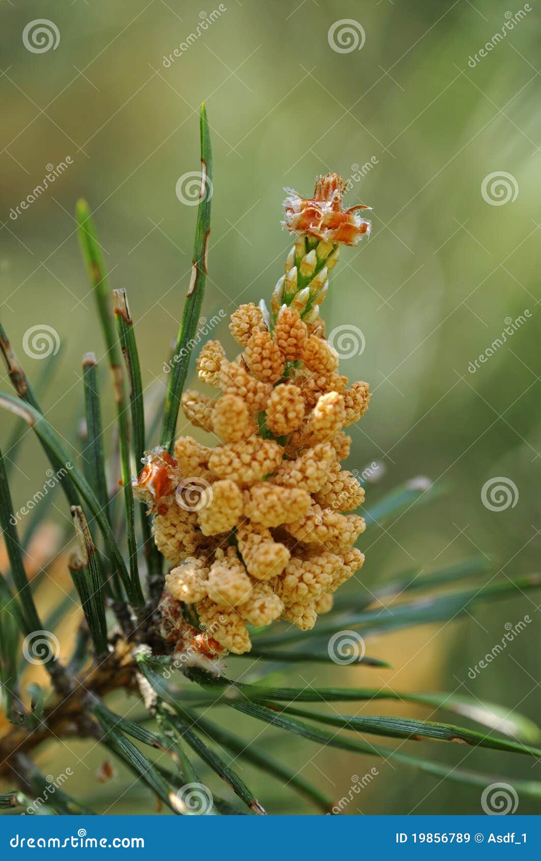 Male Flower of Mountain Pine Stock Image - Image of mountain, male ...