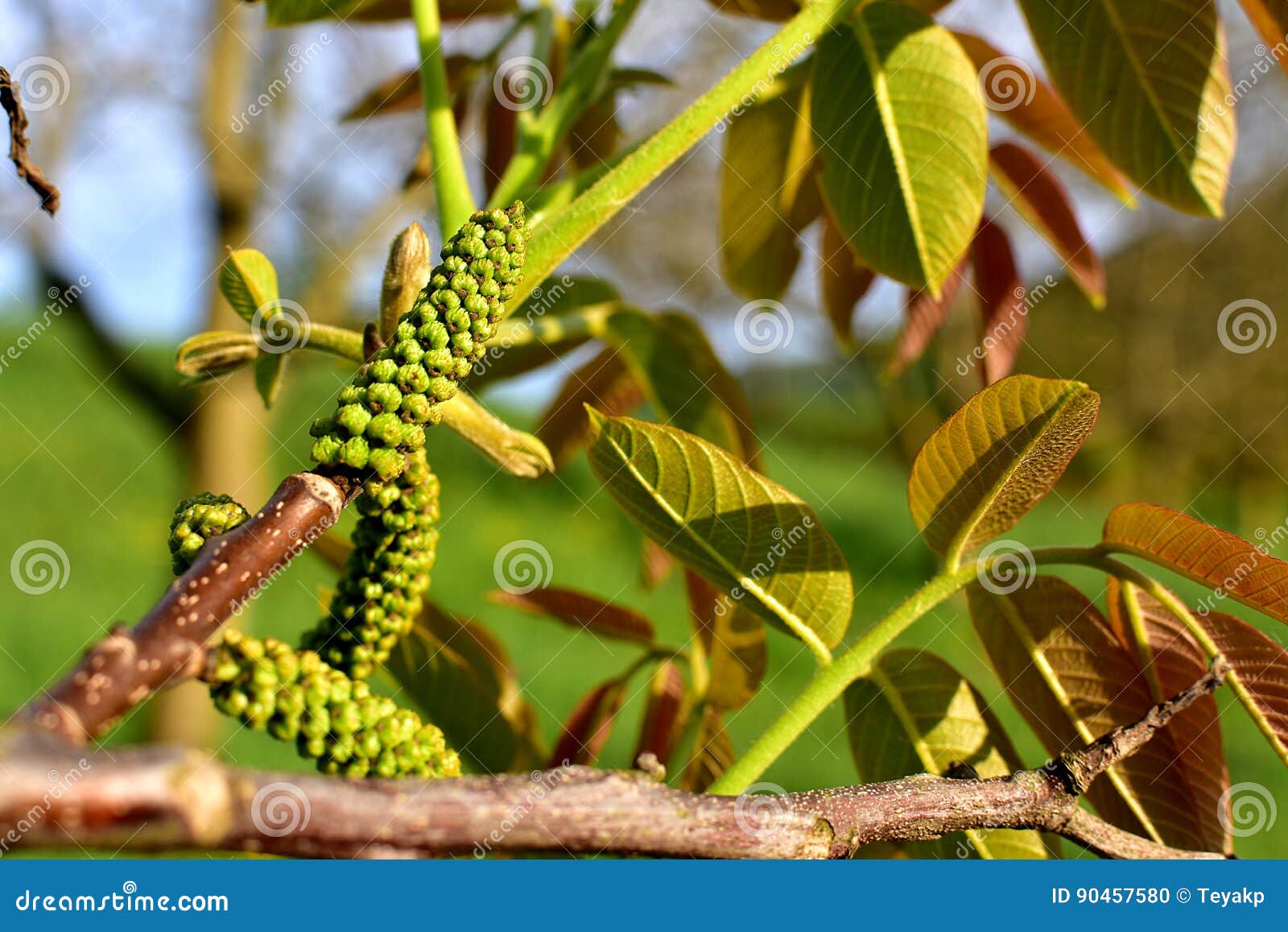 Male flower walnut stock photo. Image of detail, young - 90457580
